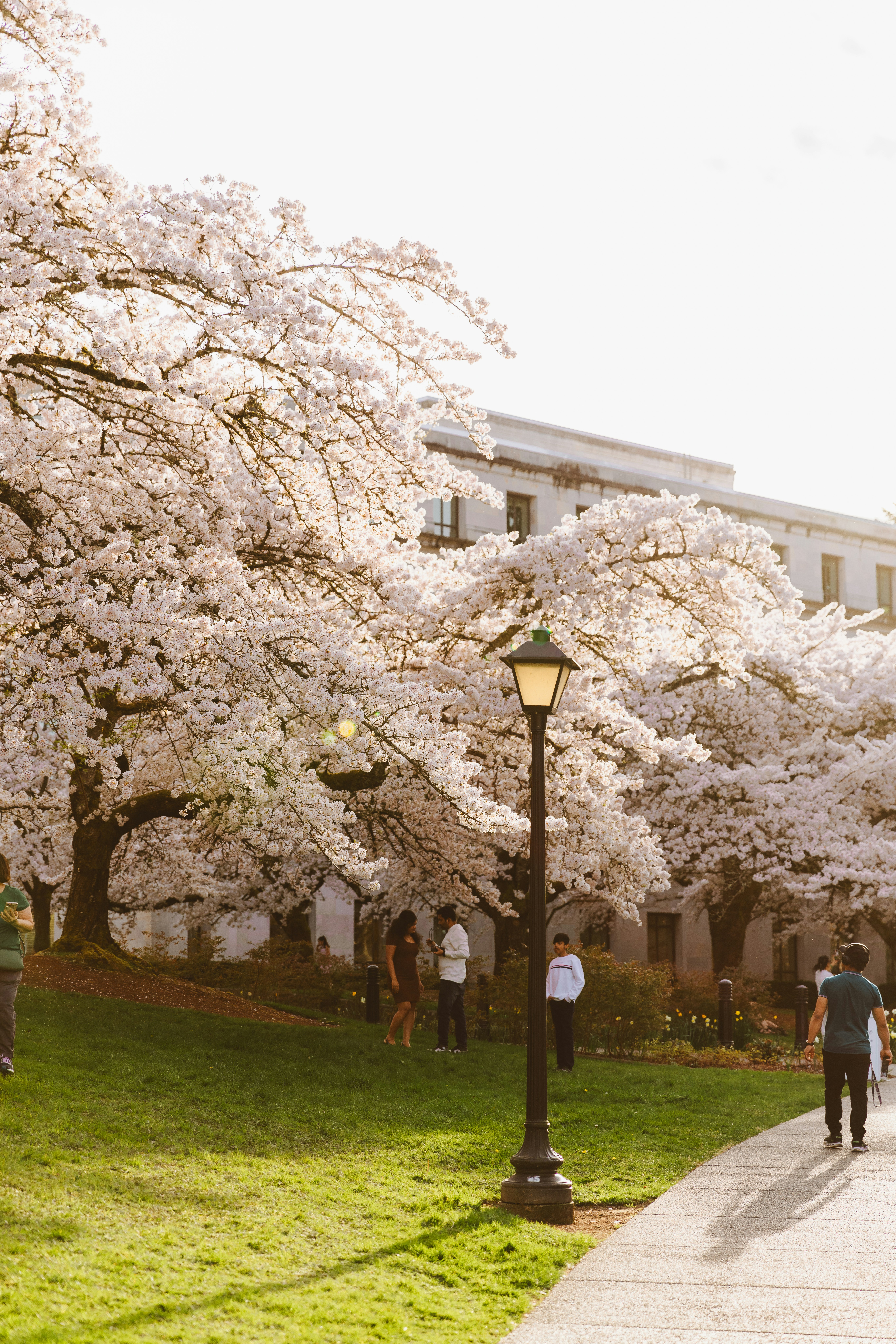 Cherry blossom trees bloom brightly in the sun. photo – Free Flower ...