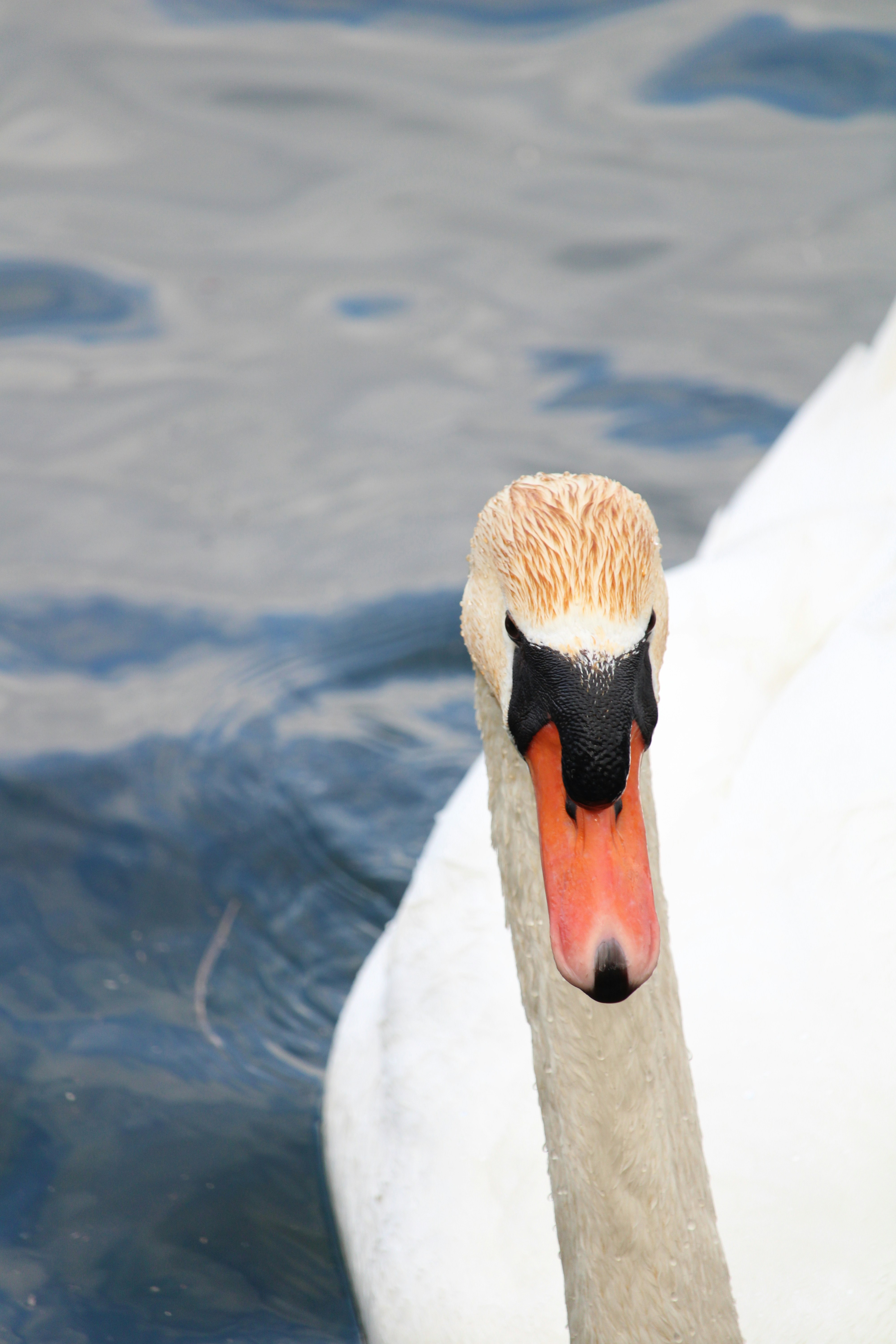 Swan gracefully gliding on rippling water under soft daylight.