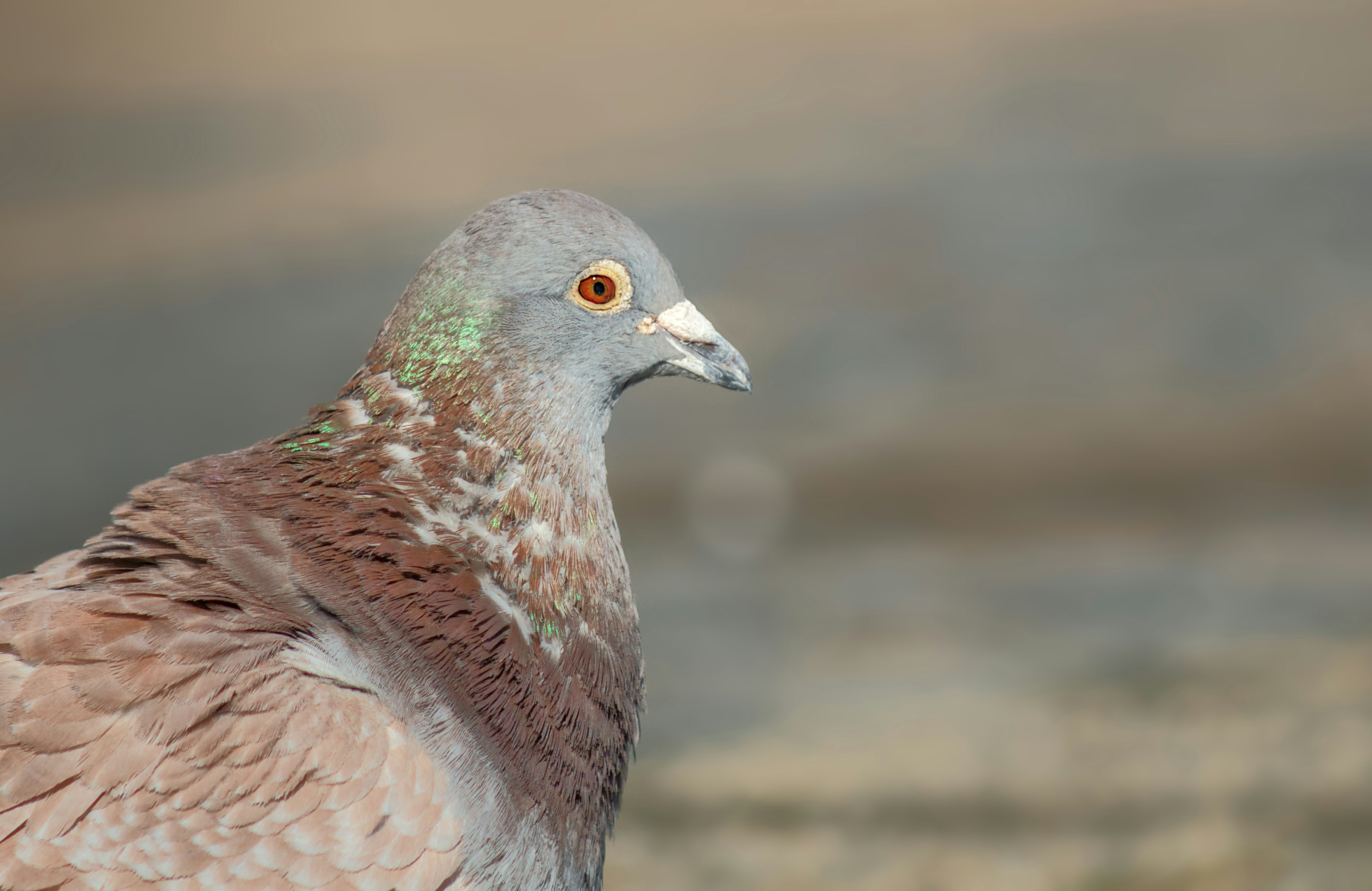 Urban Avian Portrait