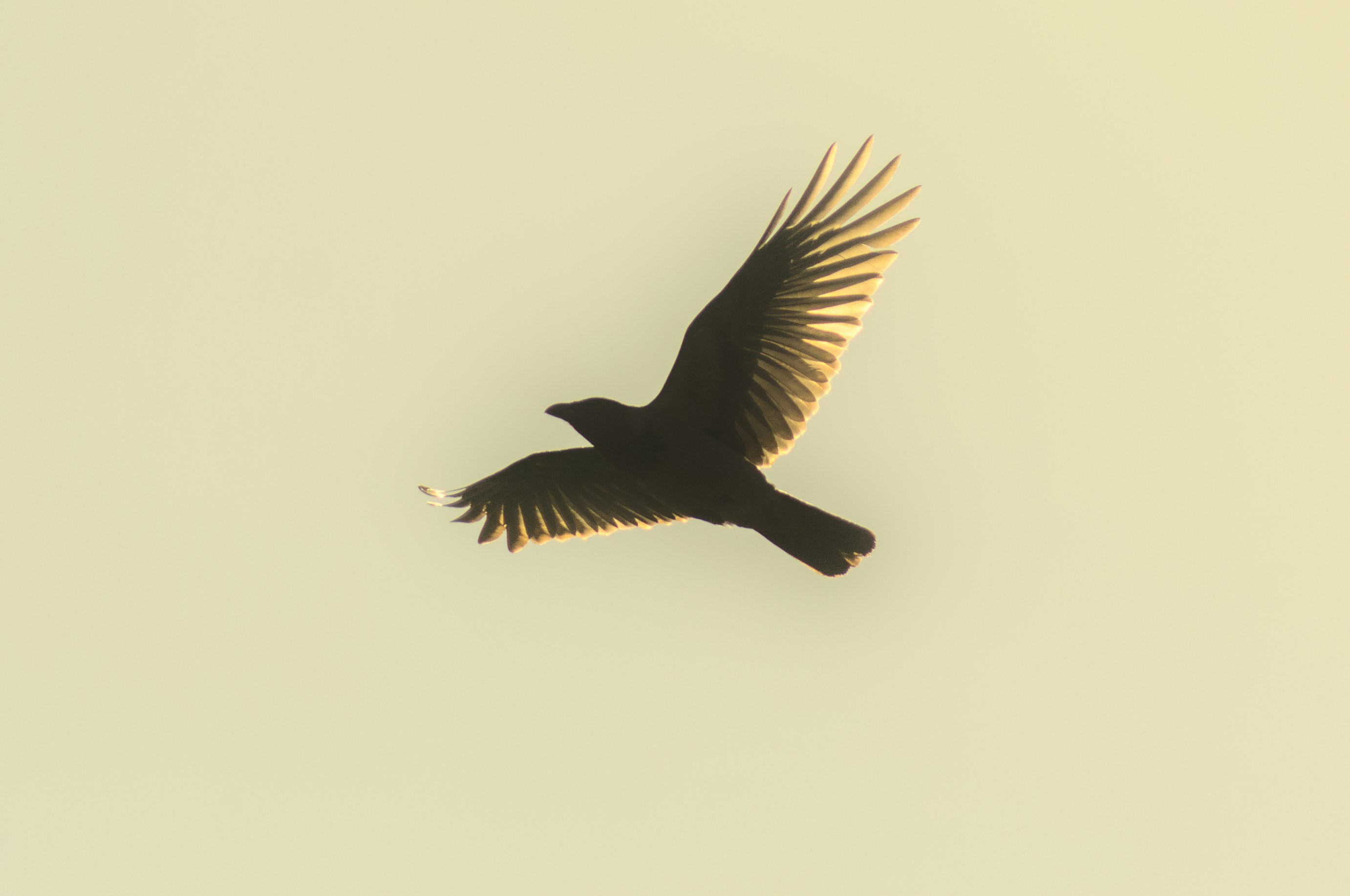 A crow flies through the bright sky. photo – Free Animal Image on Unsplash