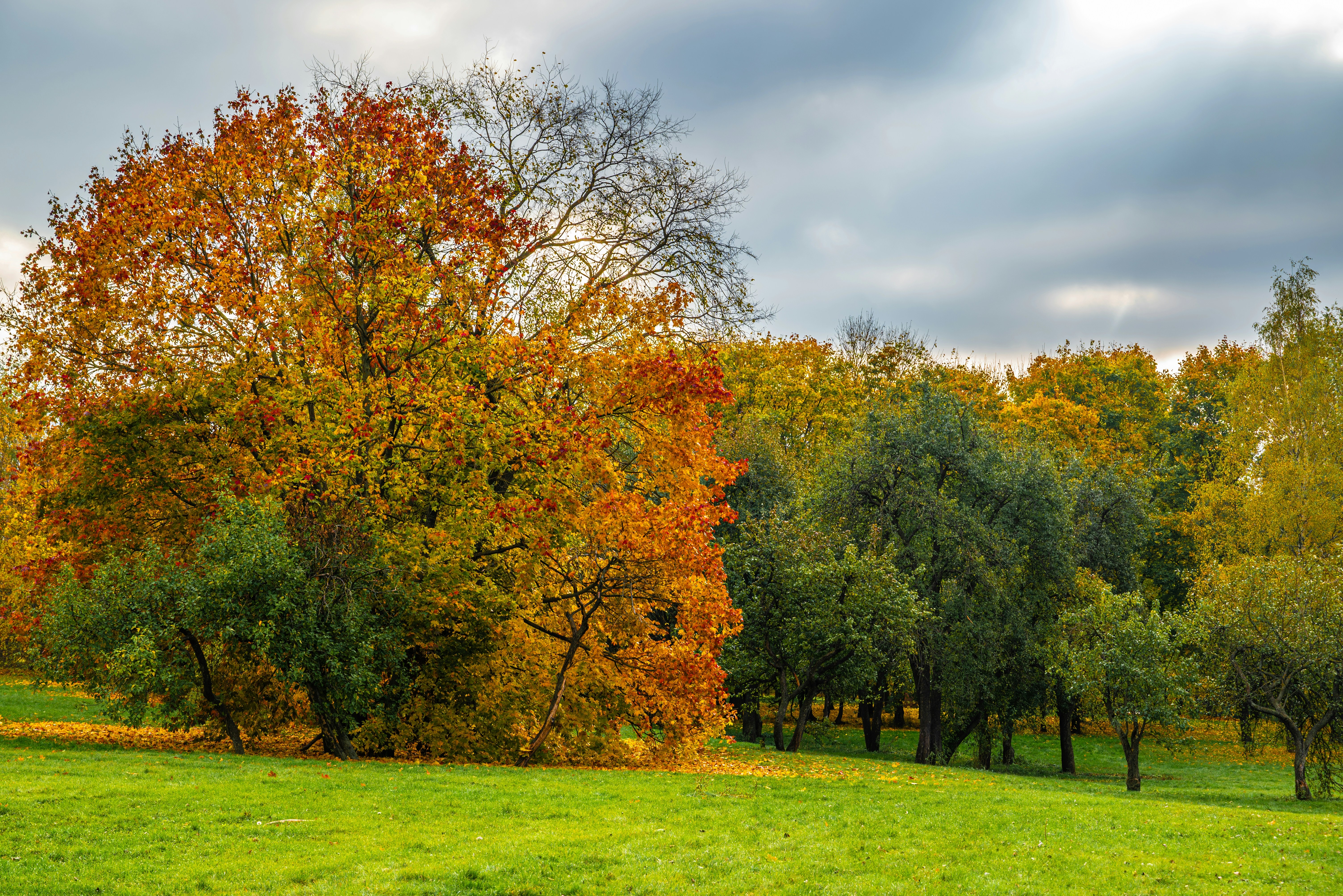 Autumn trees showcase vibrant colors on a green field. photo – Free ...