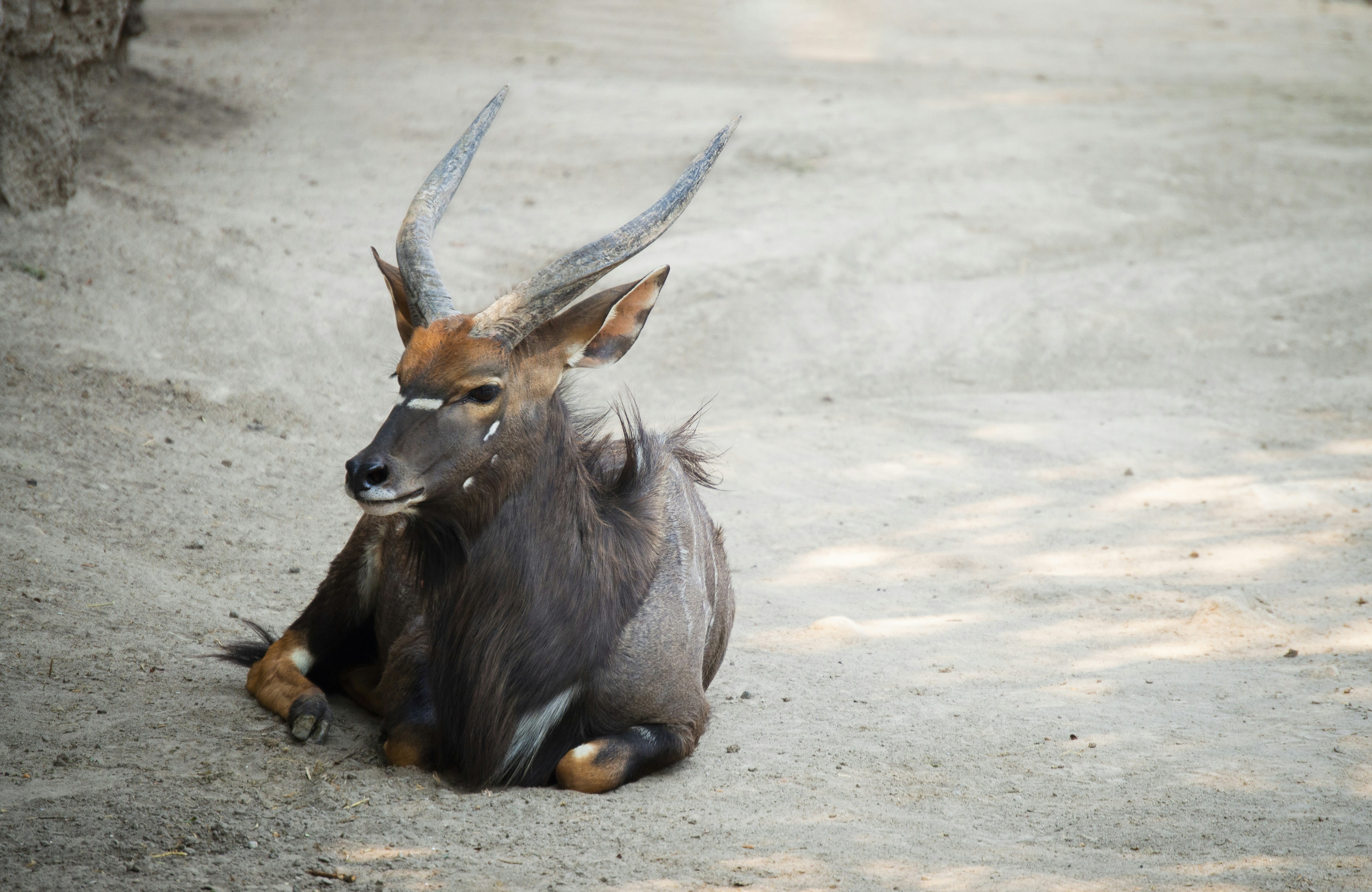 Nyala antelope resting on a sandy ground in a serene zoo setting.