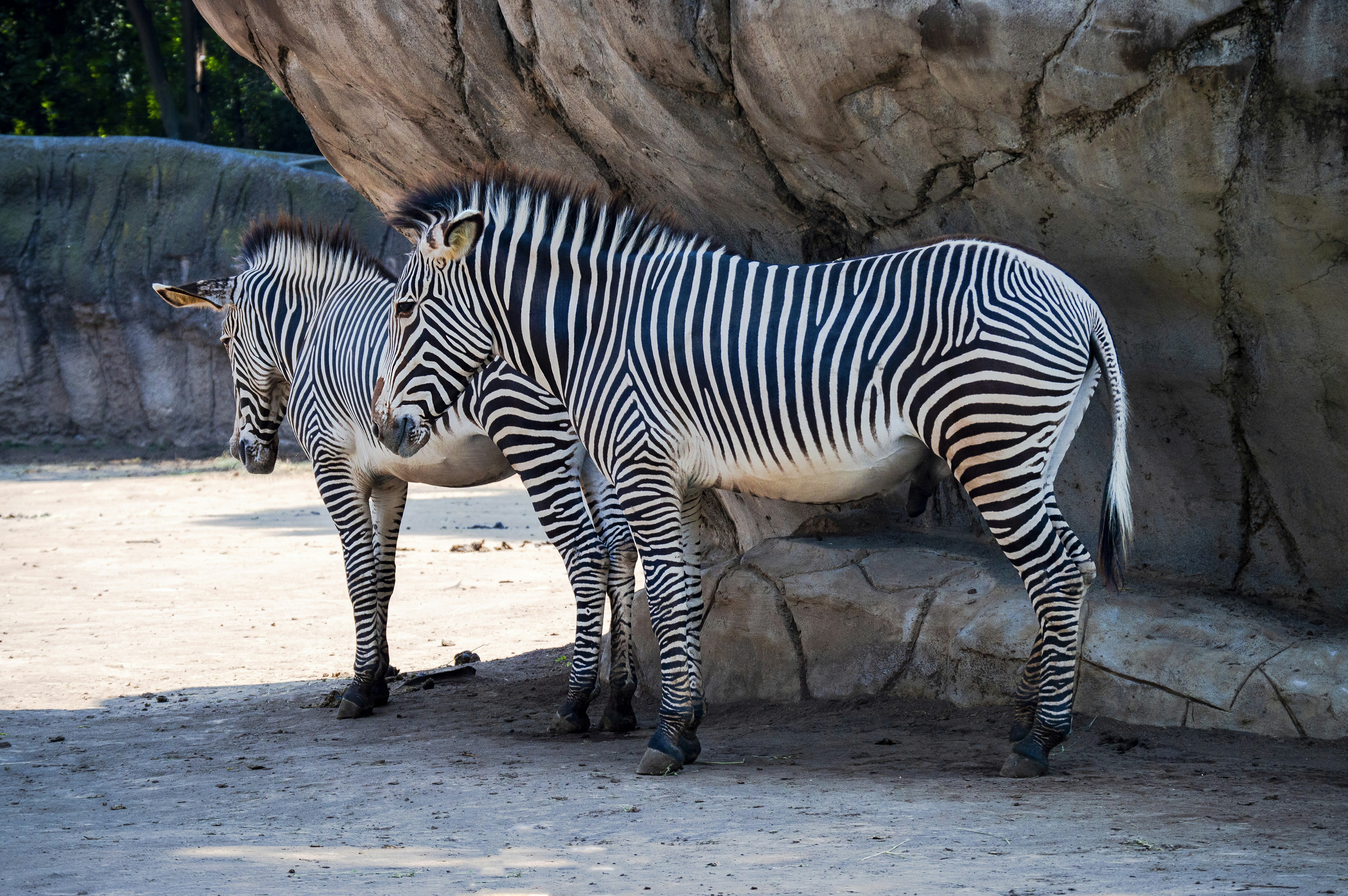 Echoes of Stripes: Zebras Paused by a Stone Wall