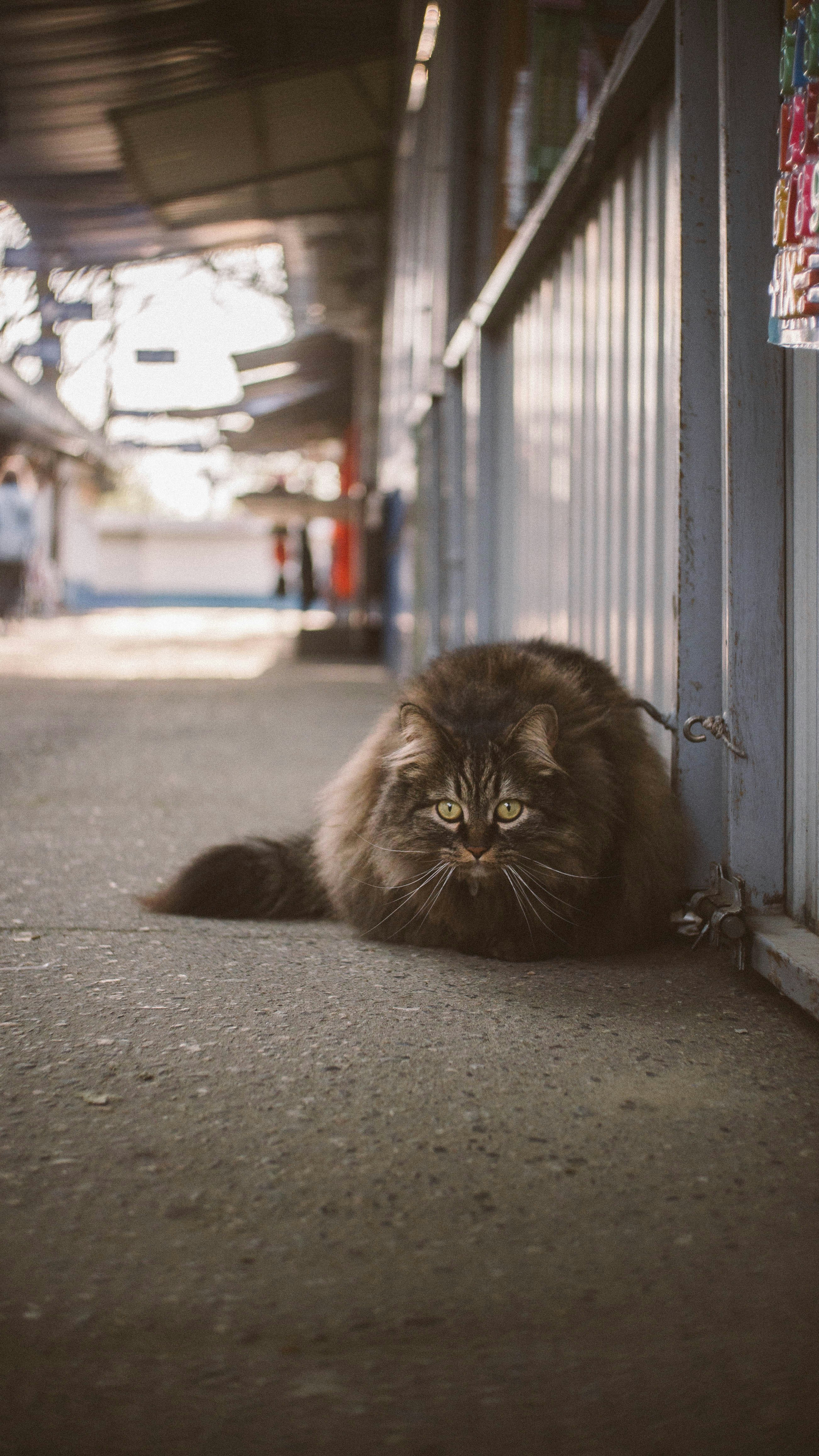 Fluffy cat lying on a sunlit urban sidewalk, gazing intently forward.