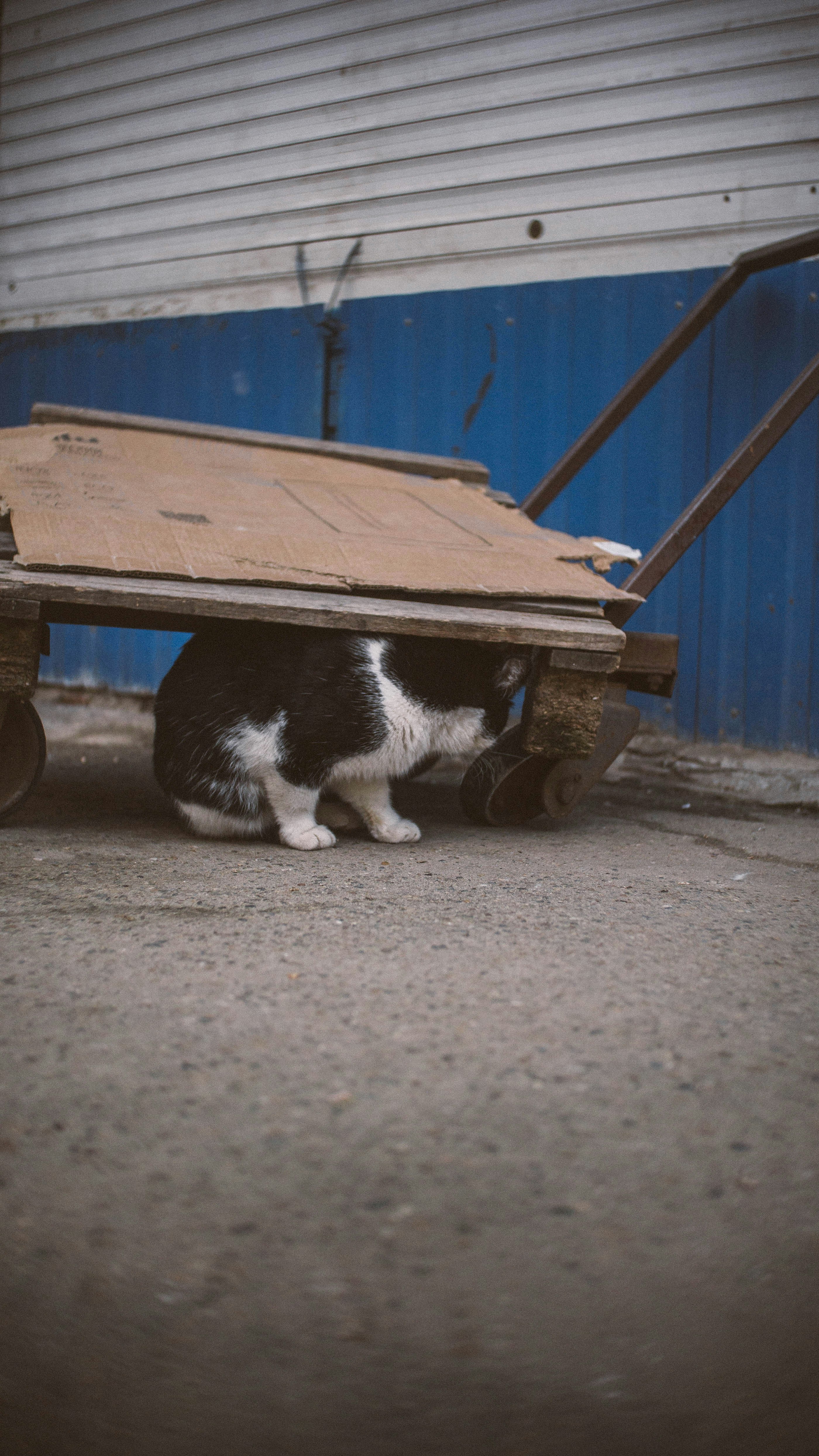 Black-and-white cat crouches beneath a cardboard-covered cart in a gritty urban alley, with a blue corrugated metal wall in the background.