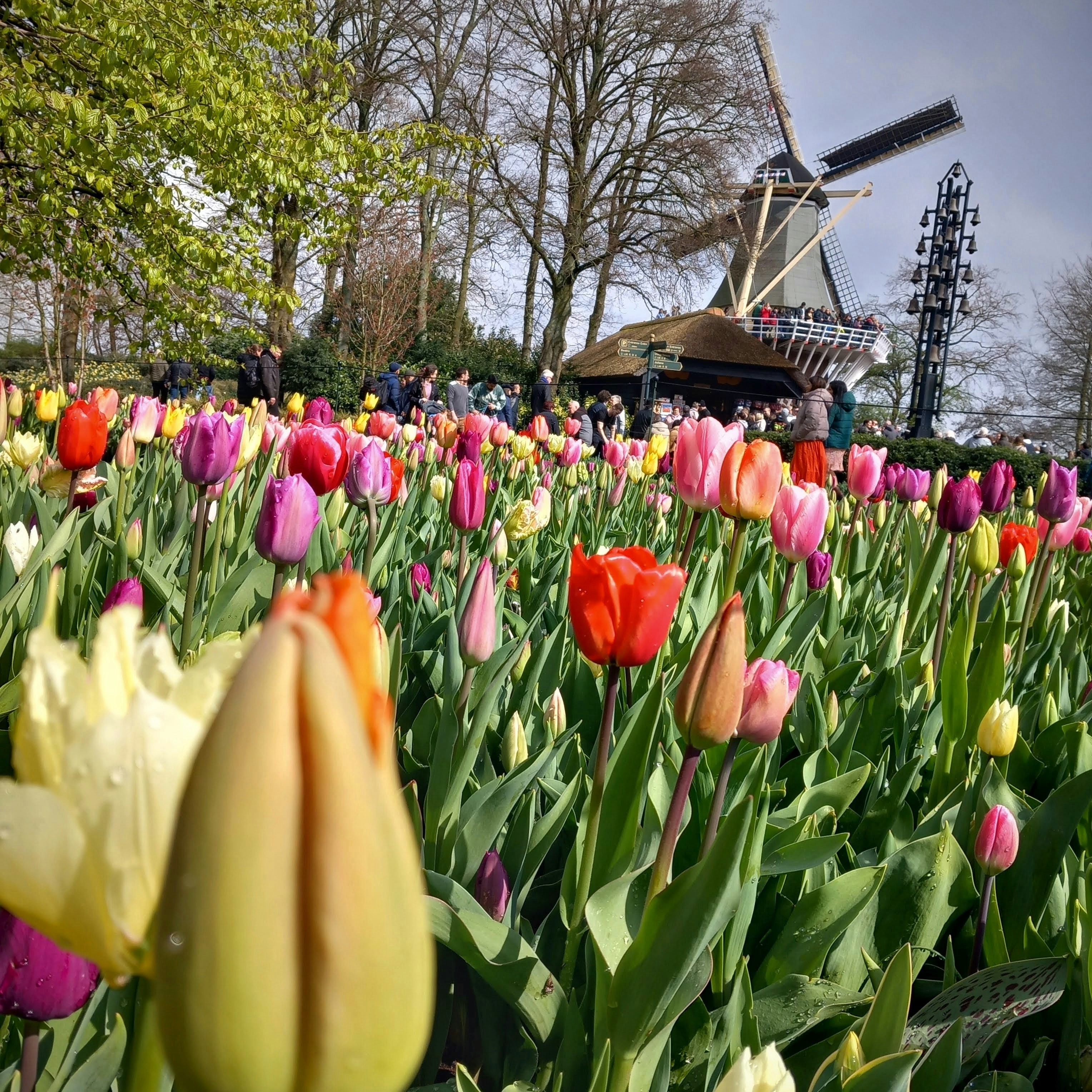 Vibrant tulip field with a traditional windmill in the background under a clear sky.