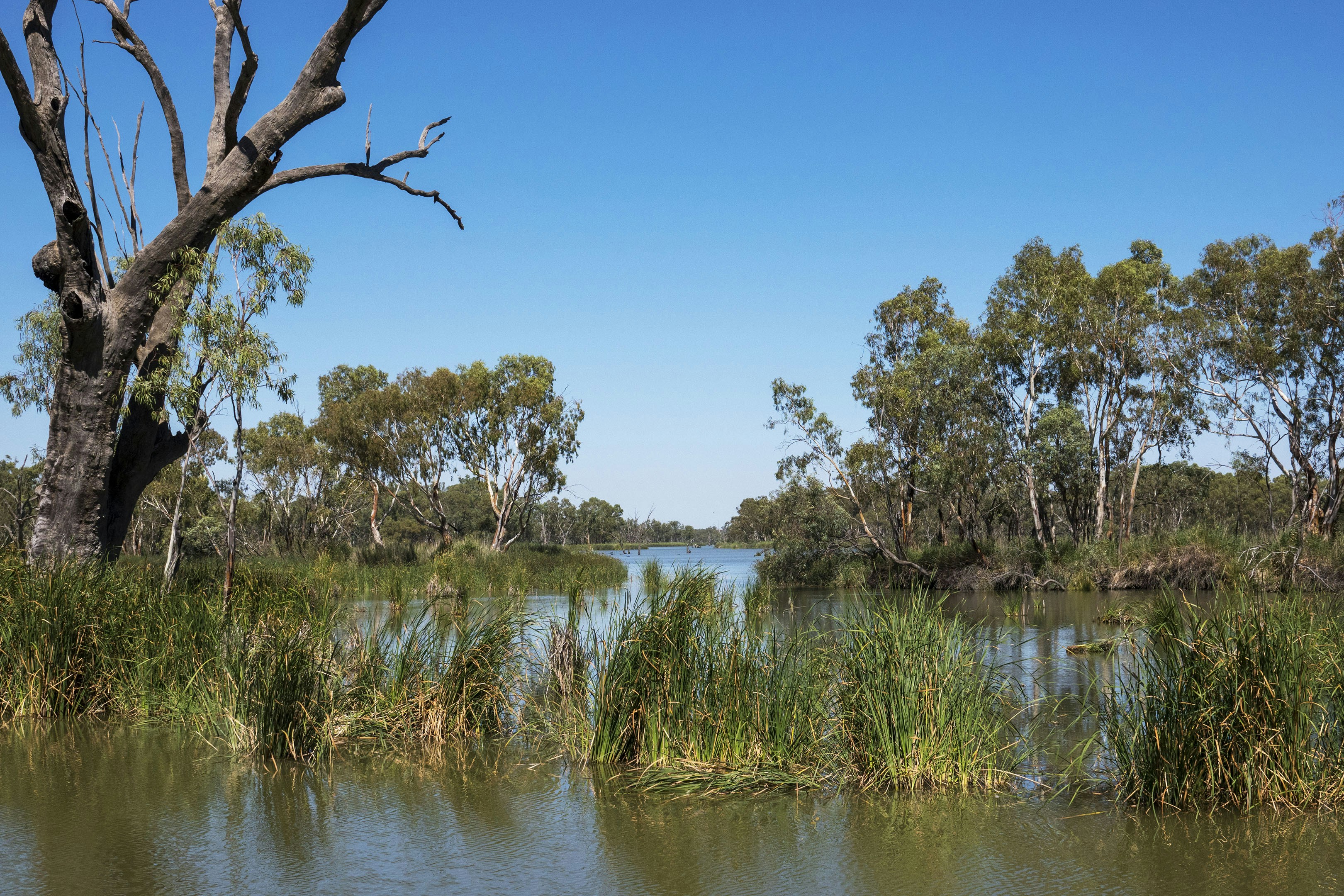 Un río sereno fluye a través de los árboles en un día soleado. foto ...