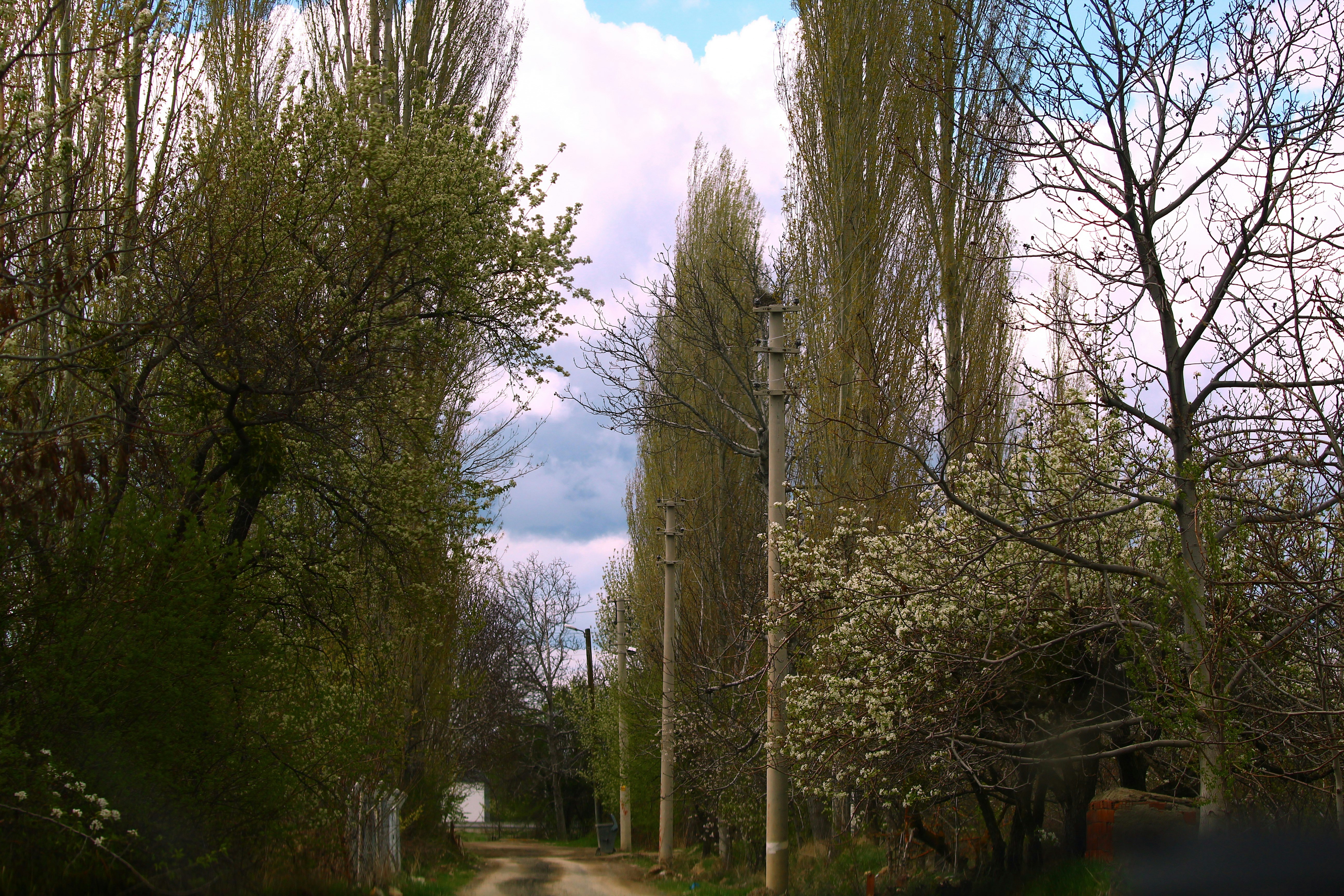 Whispering Lane: Budding Trees Framing a Sunlit Rural Path