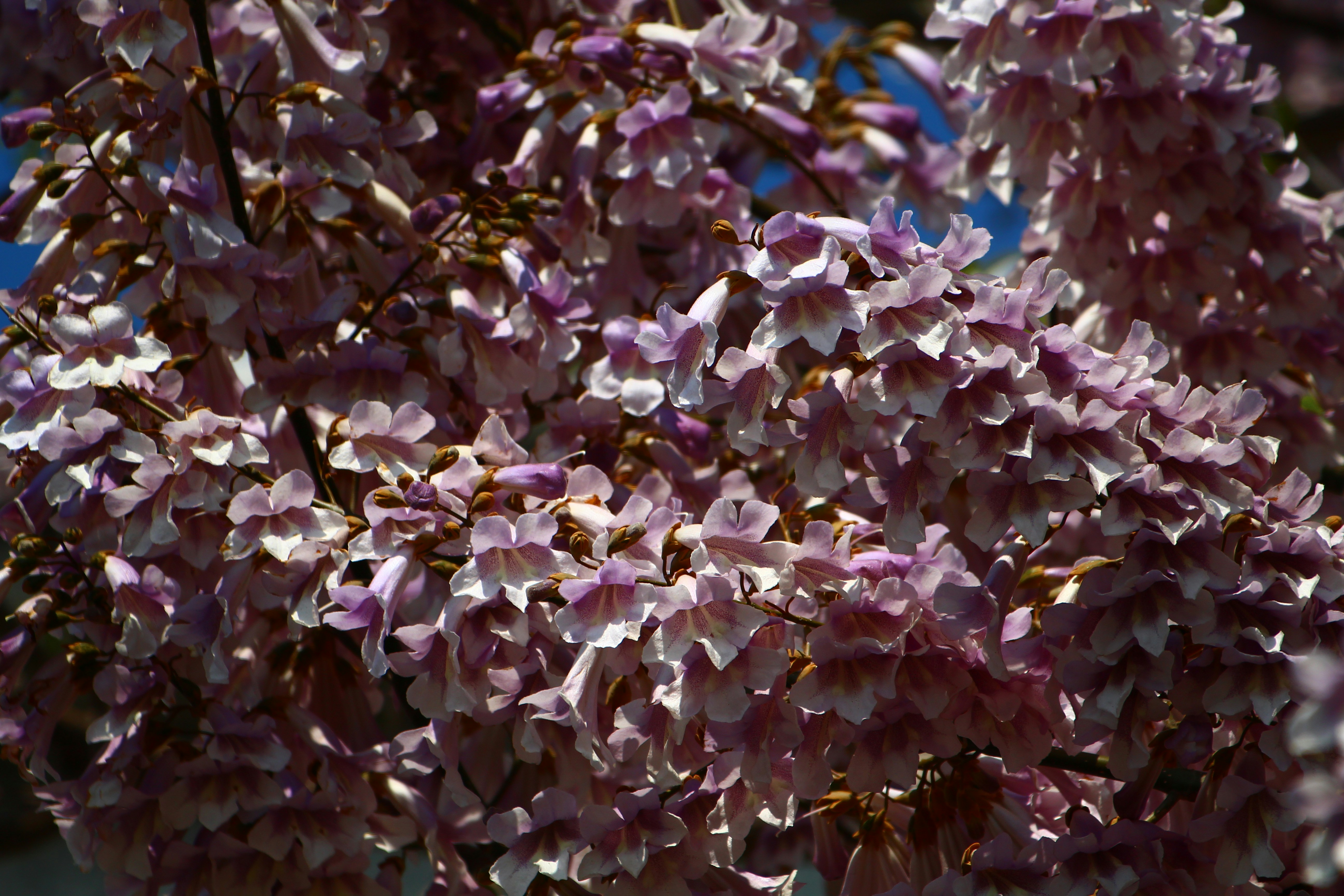 Velvet Purple Canopy: a close-up of dense Loropetalum foliage