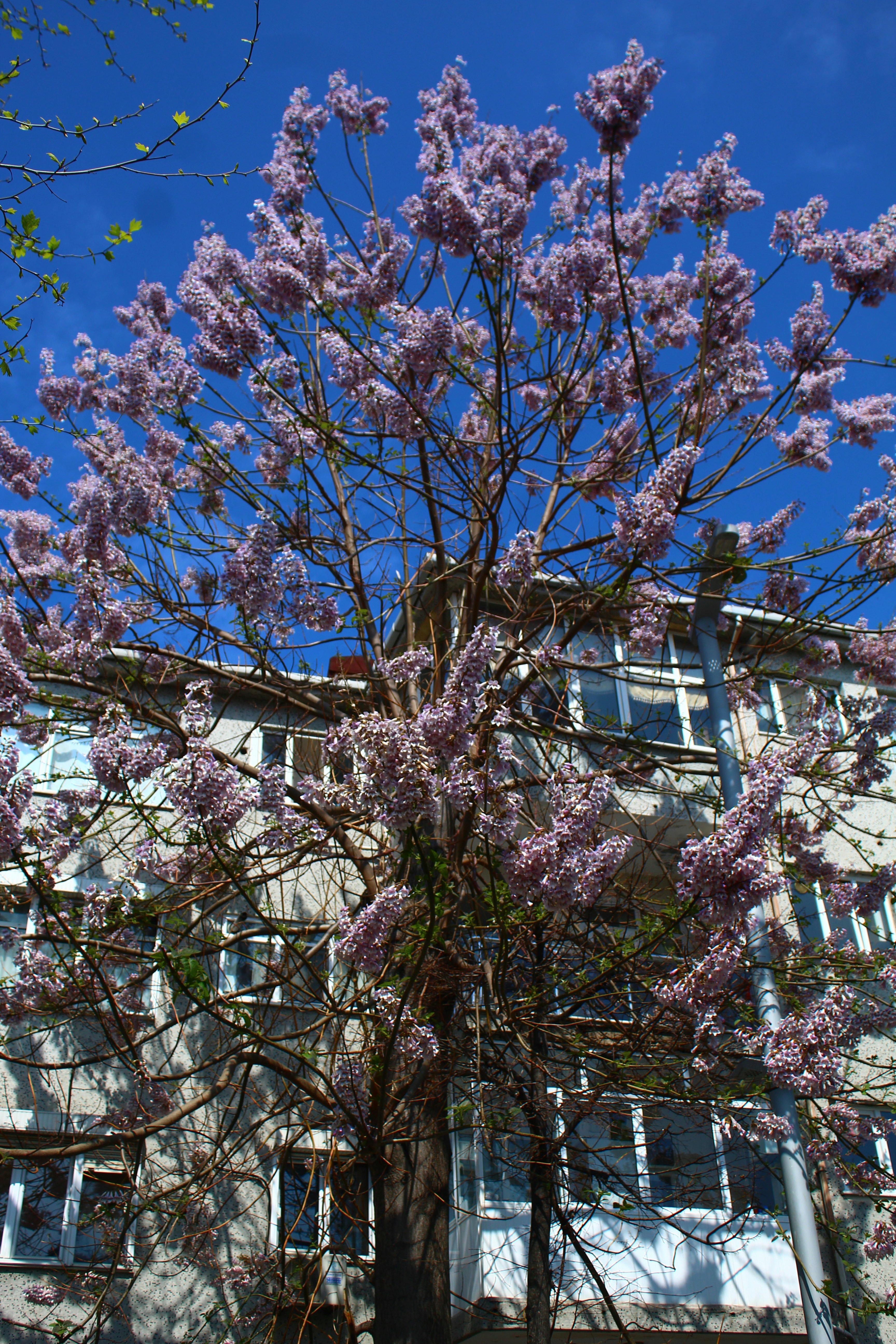 Lilac Blossoms Against Urban Backdrop