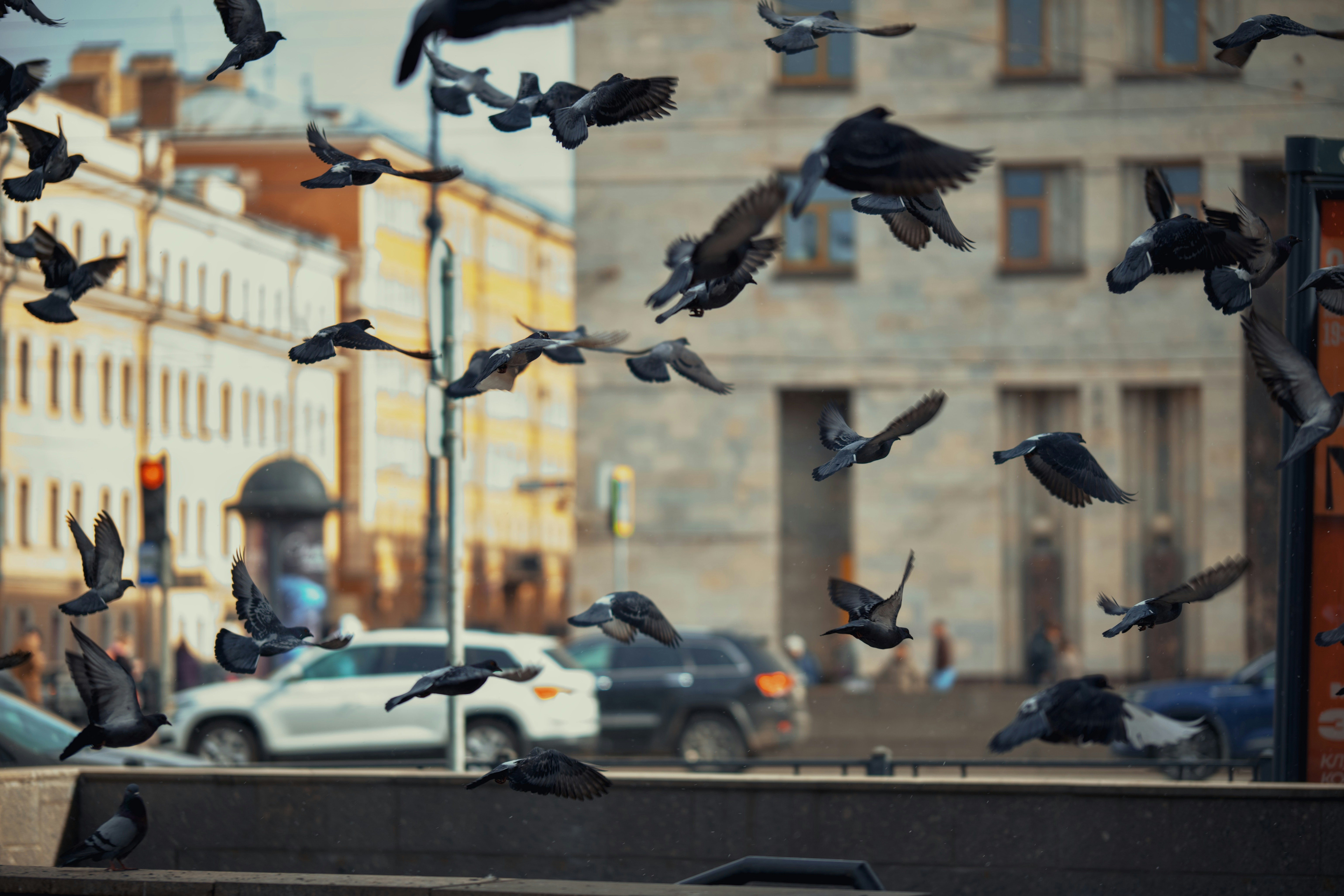 Midair Chorus Over a Historic City Street