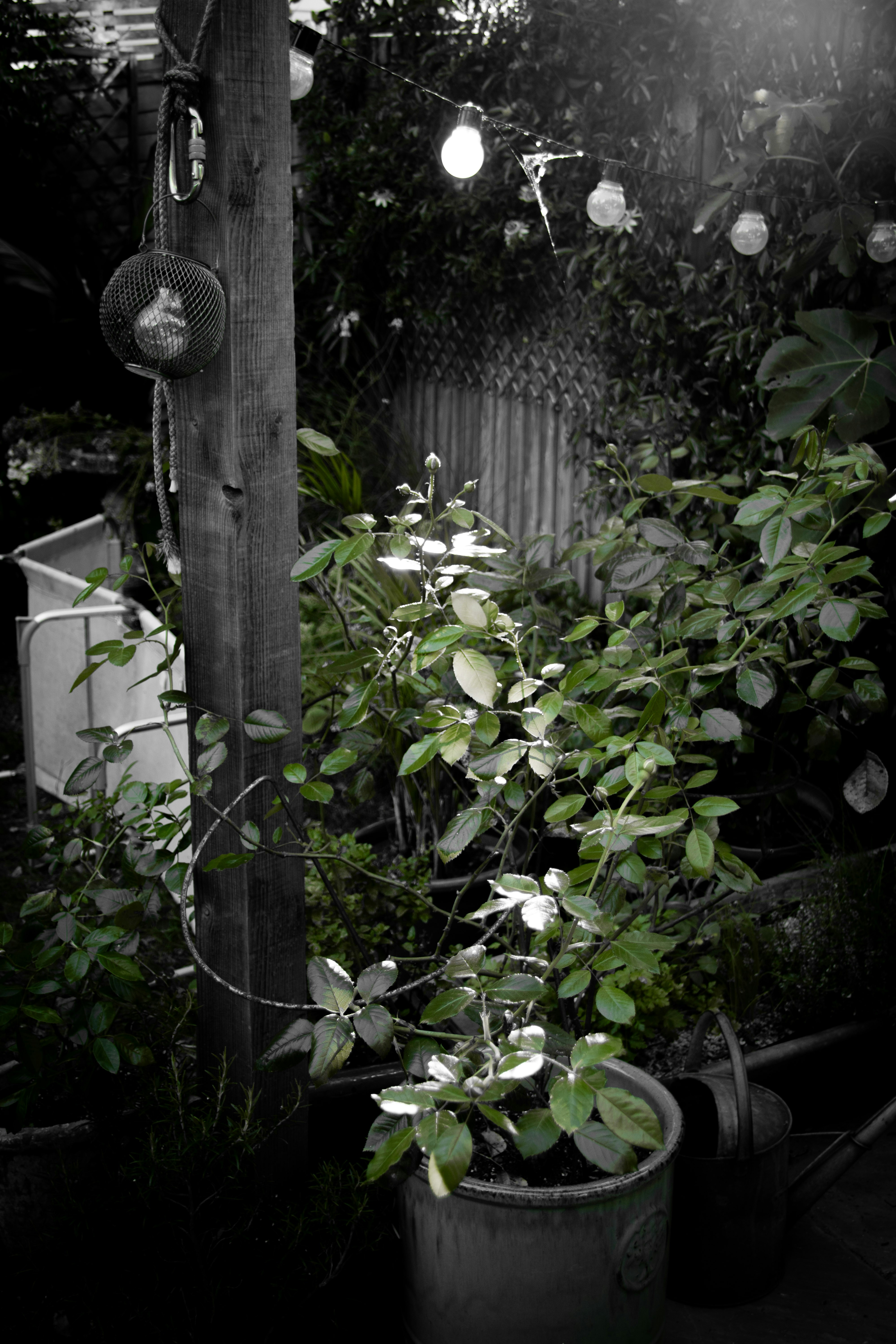 Serene Garden Glow