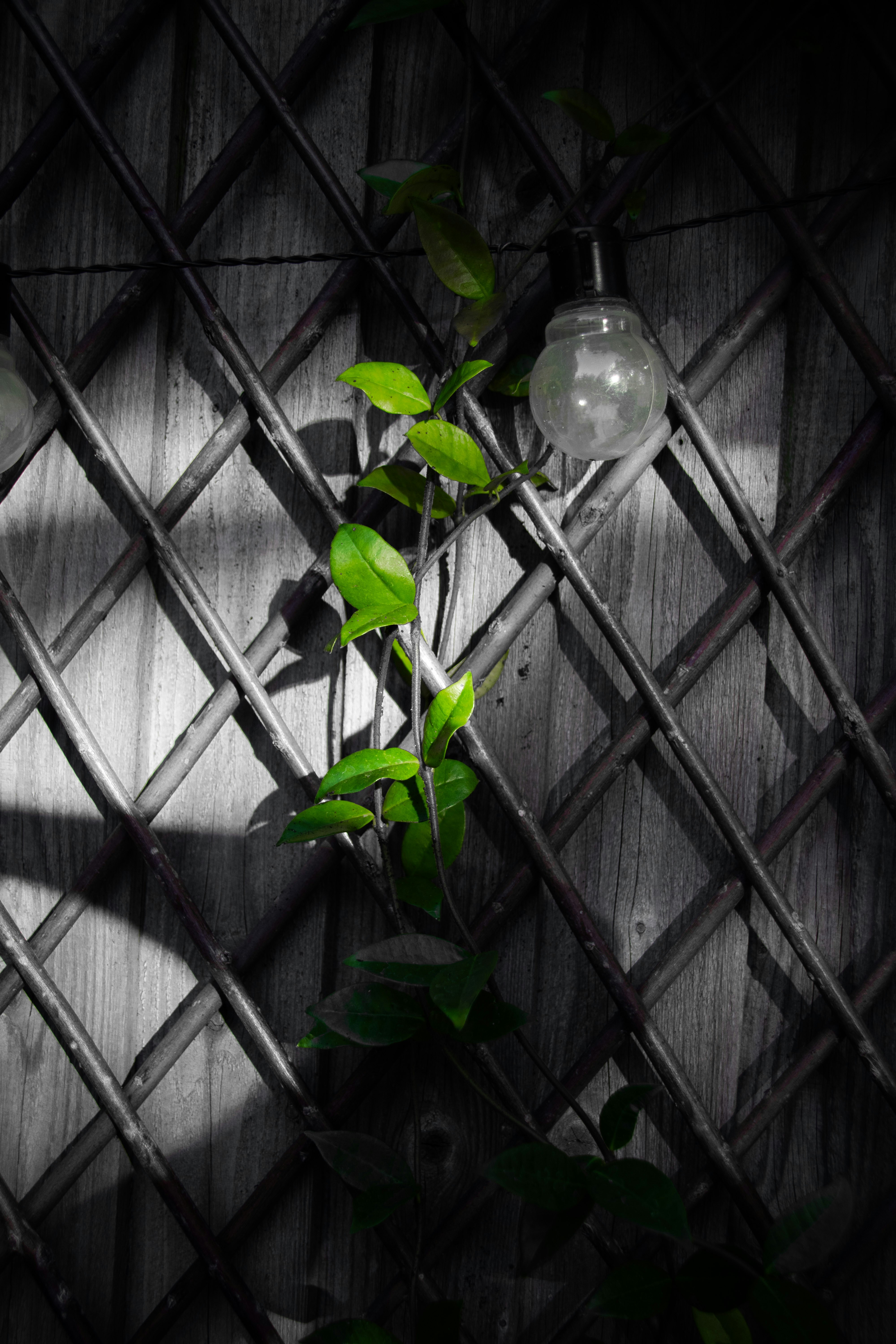 Vine and lightbulb on weathered lattice