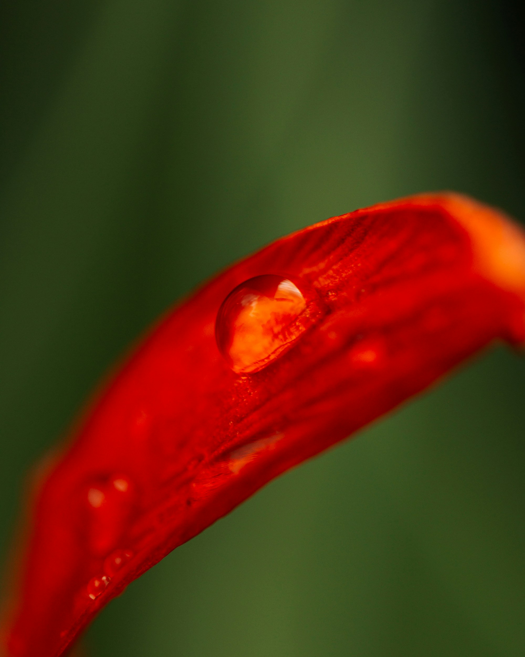 Crimson Fold: a Droplet Prism on a Petal