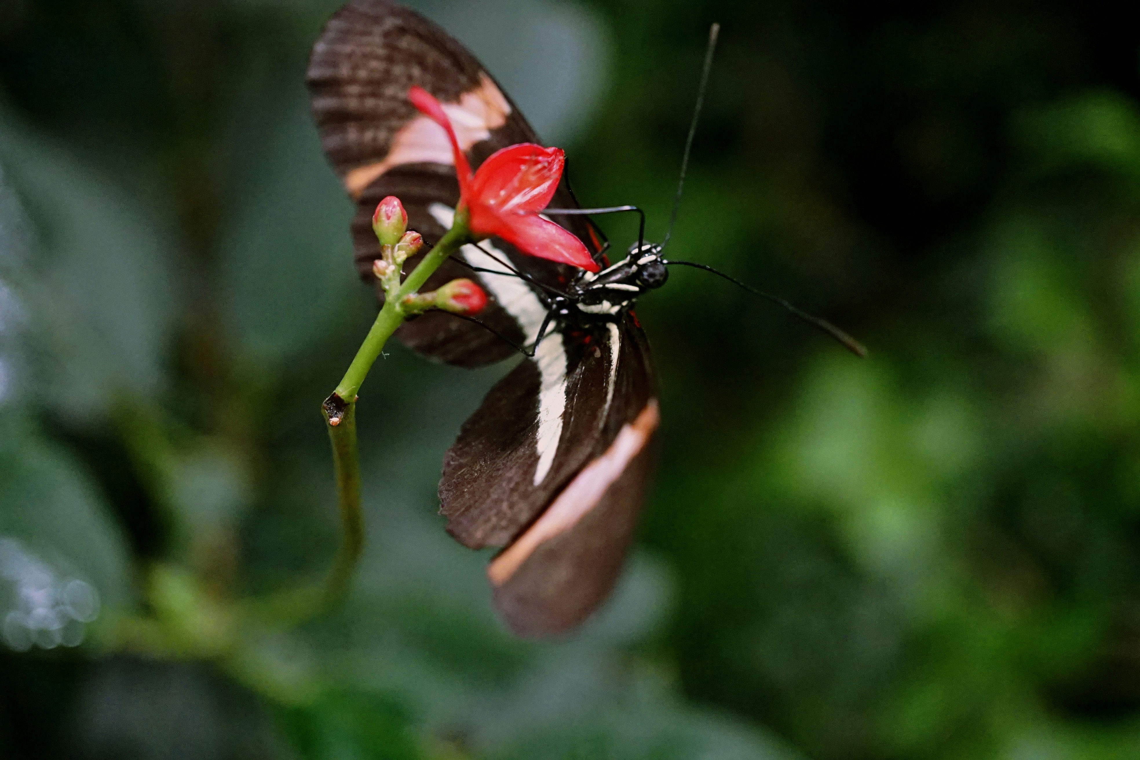 Ink-Wing Kiss on a Crimson Bloom