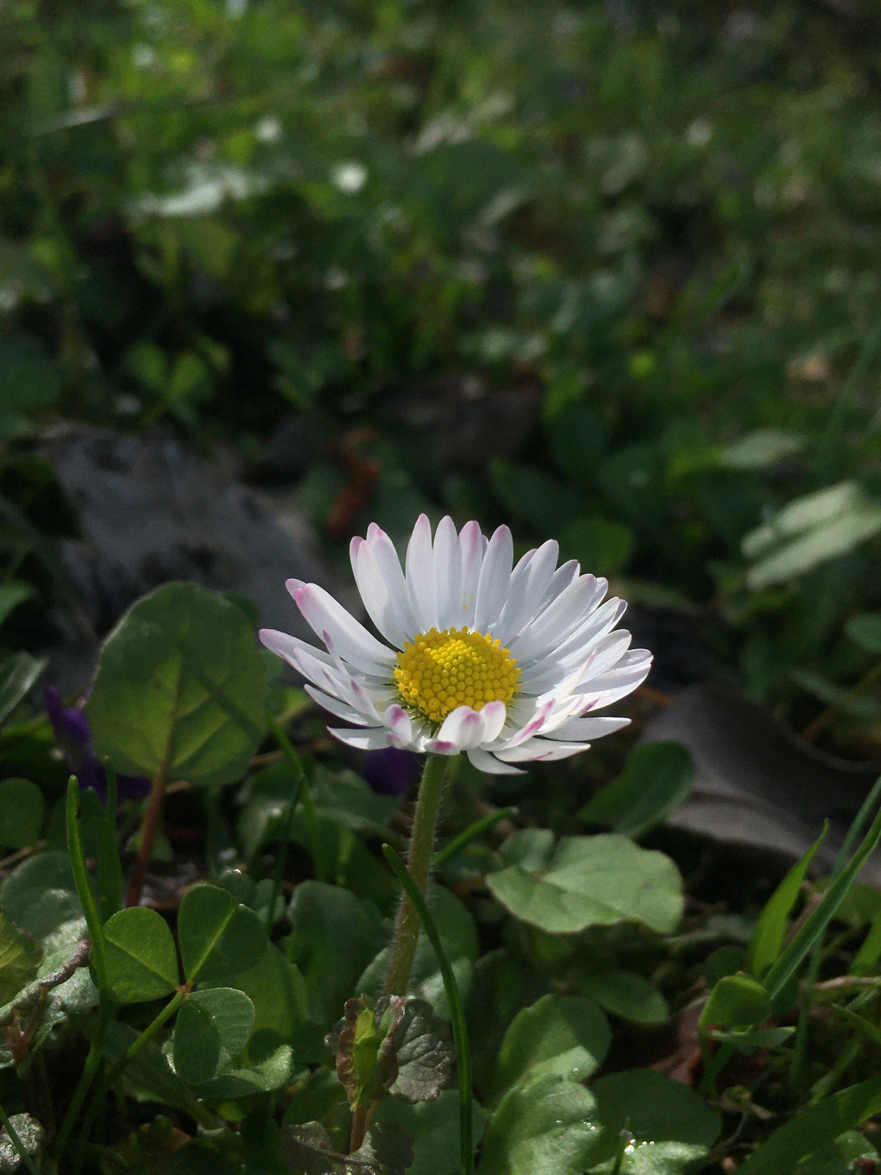 A daisy blooms brightly among the green grass. photo – Free Flower ...