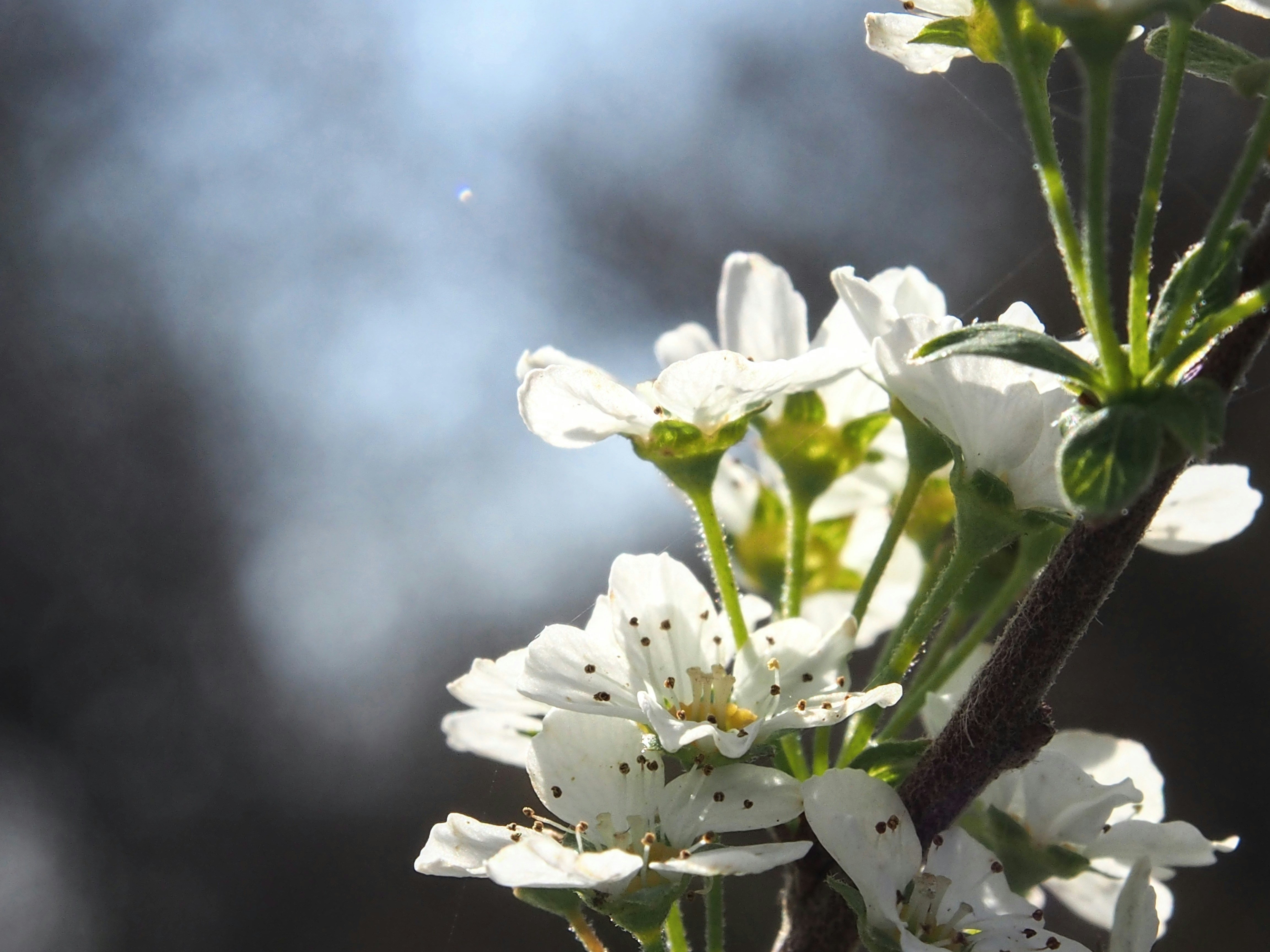 White blossoms with delicate petals against a blurred background.
