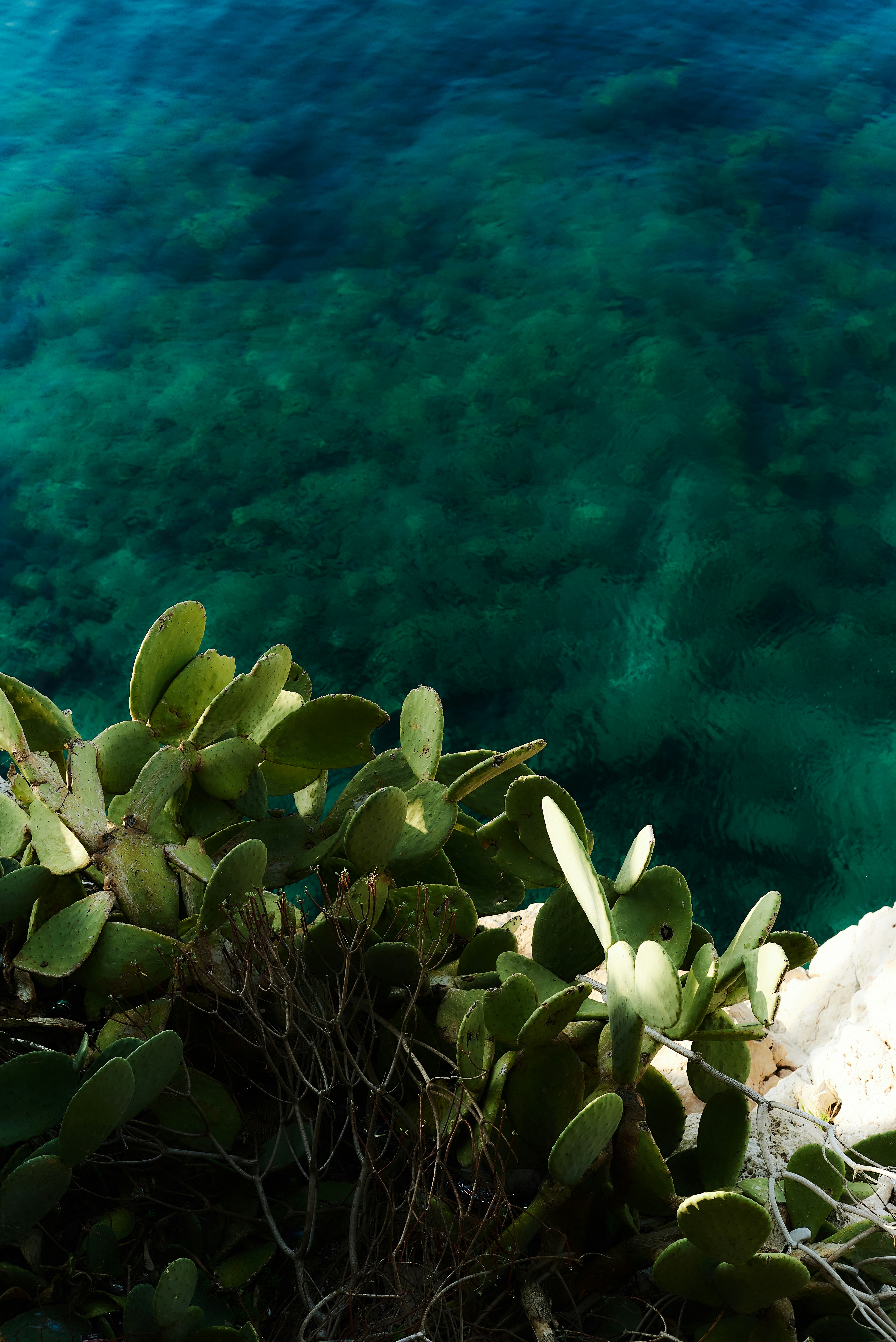 Cactus leaves overlooking vibrant turquoise sea waters.