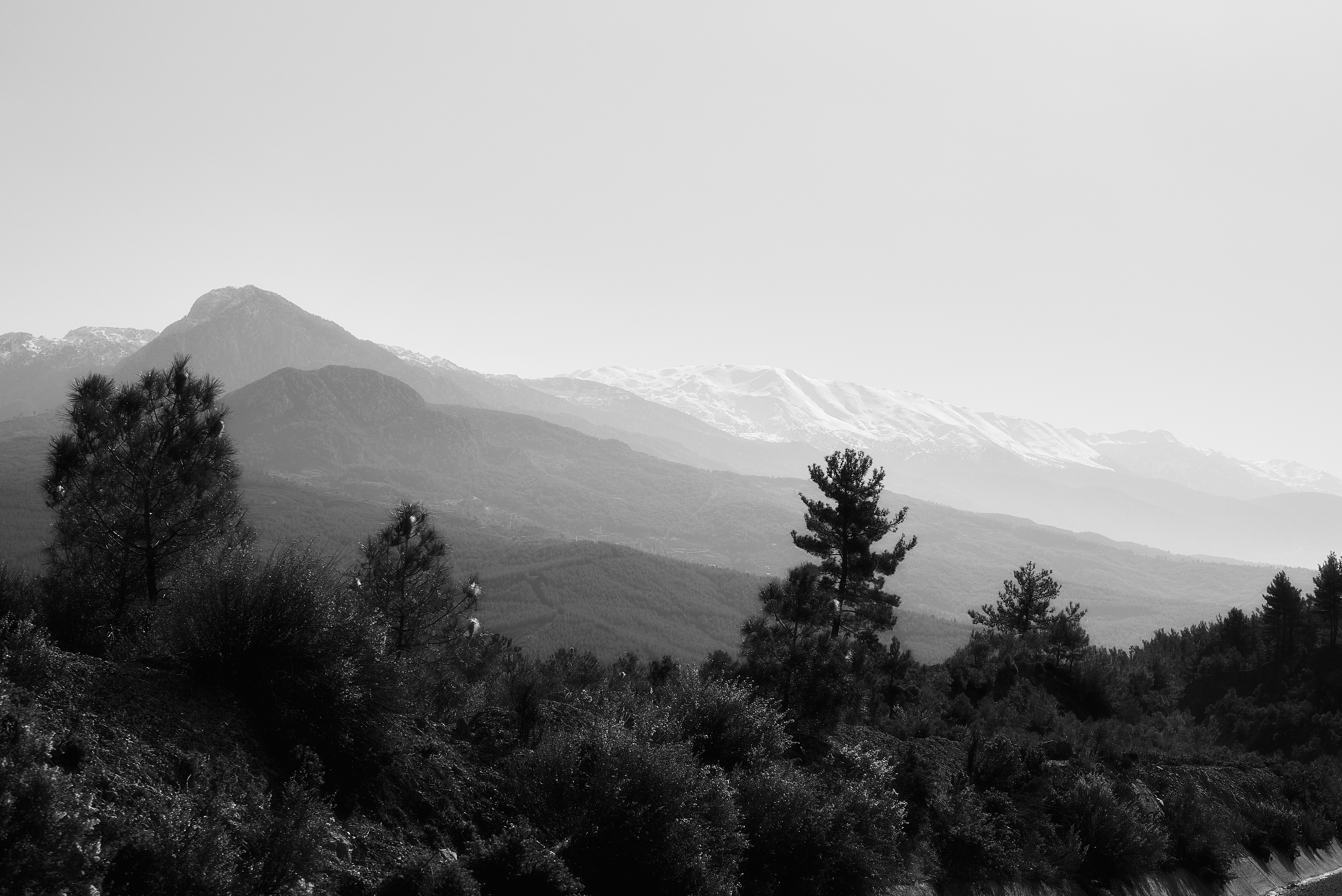 Black and white view of distant mountains under a vast sky, framed by trees and shrubs.