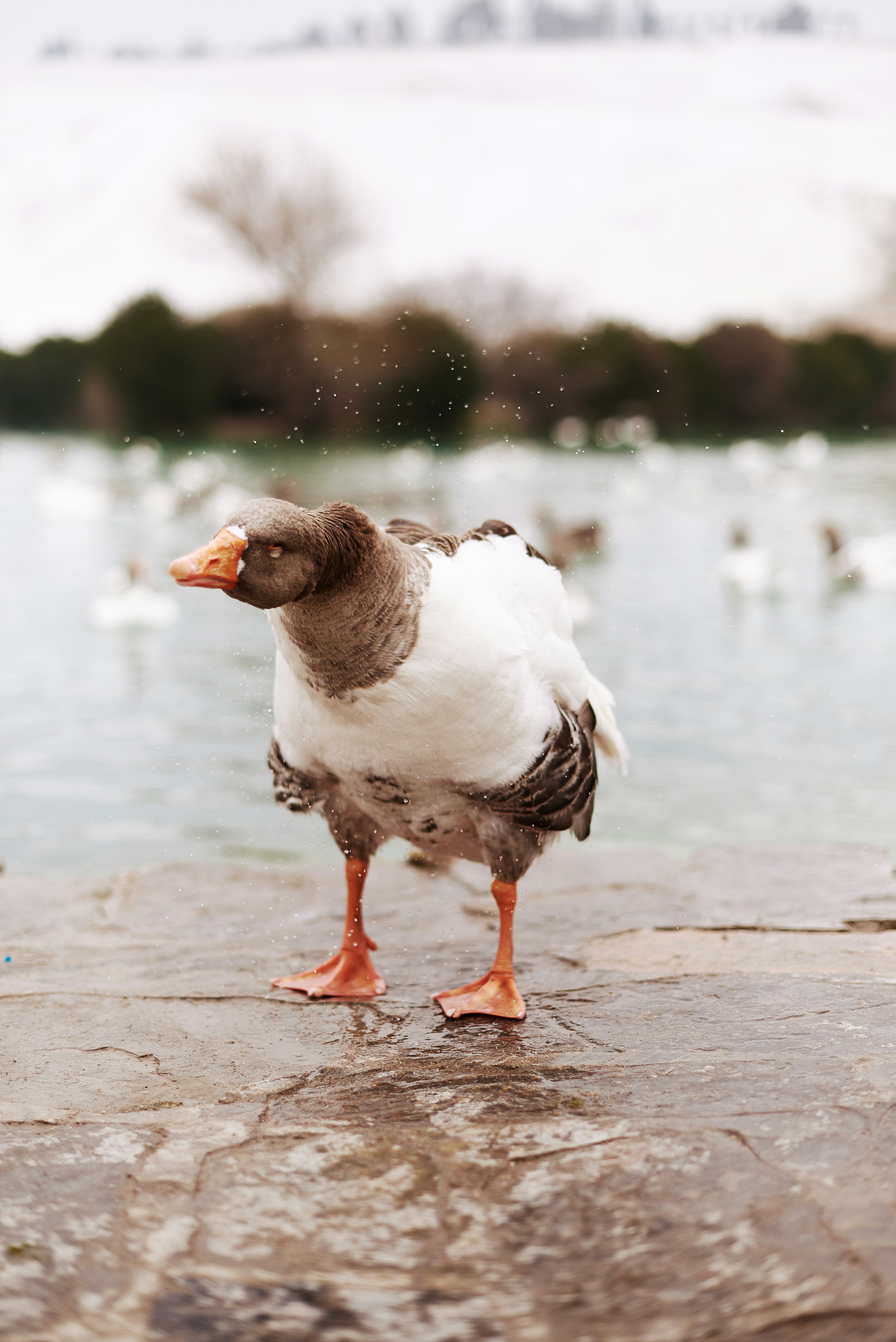 Resilient on the Pier: A Duck Stands Guard by a Snowy Lake