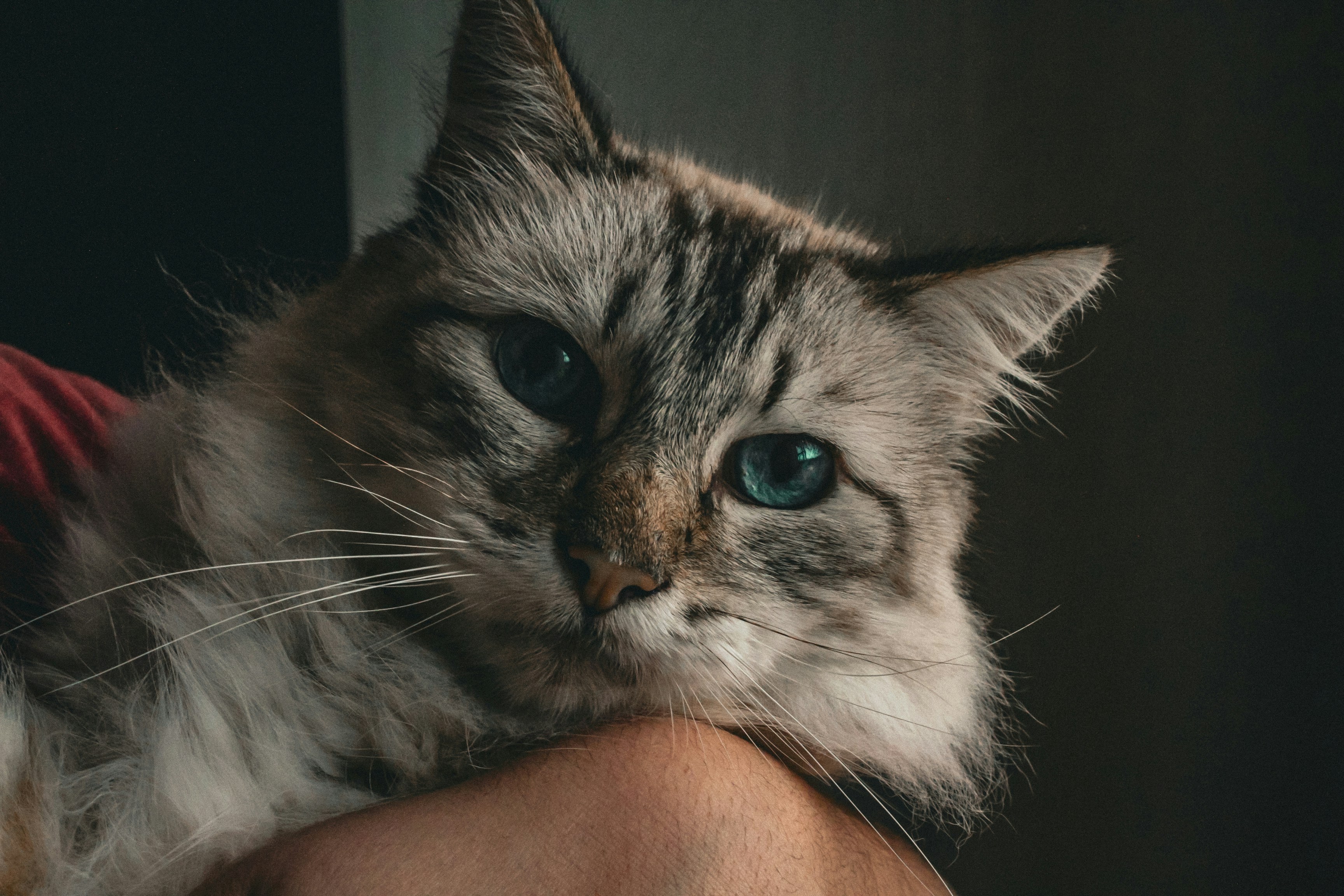 Velvet Whiskers Under Dim Light: A Cat's Quiet Gaze