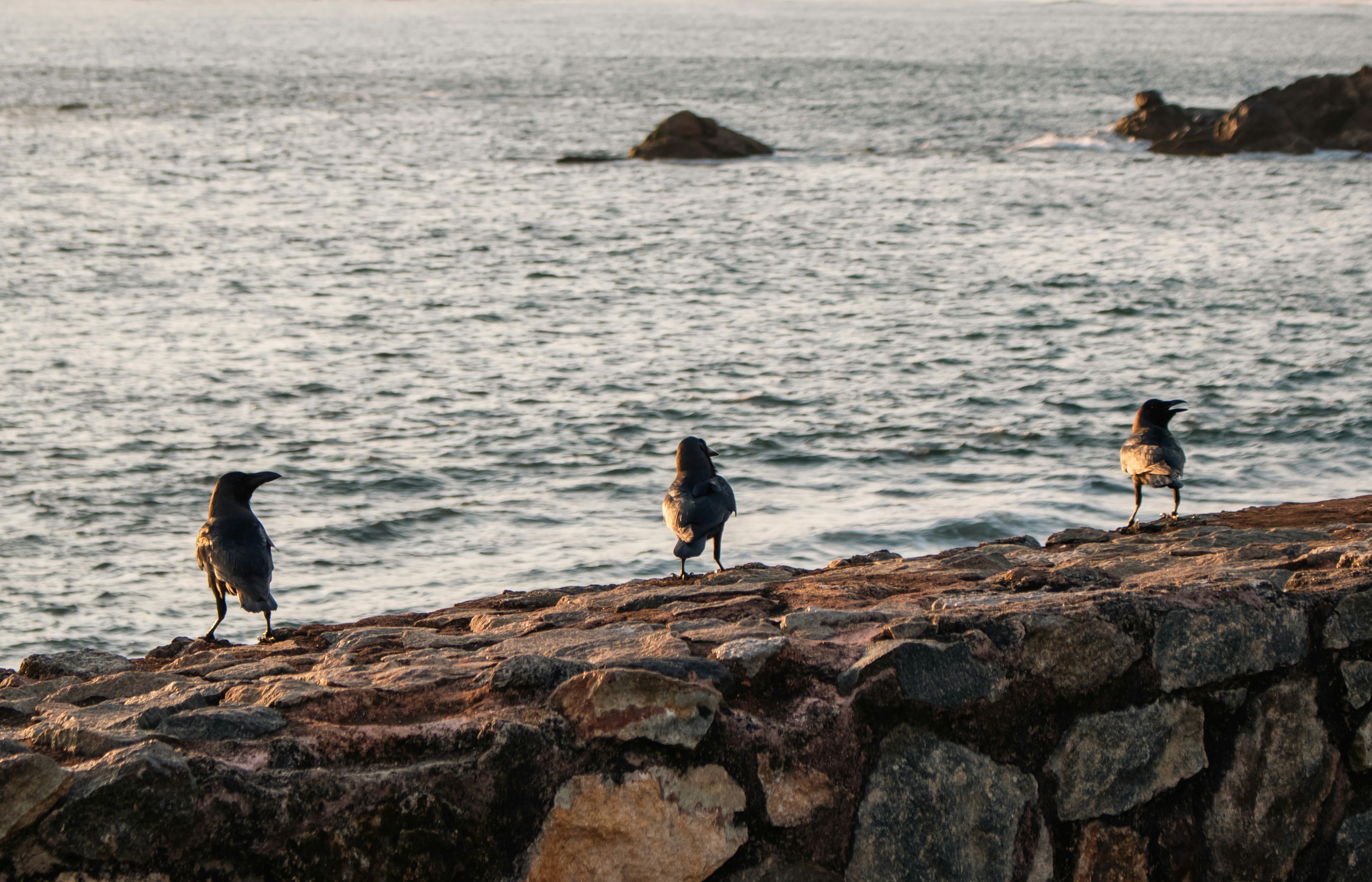 Crows perched on a stone wall overlooking the sea at sunset.