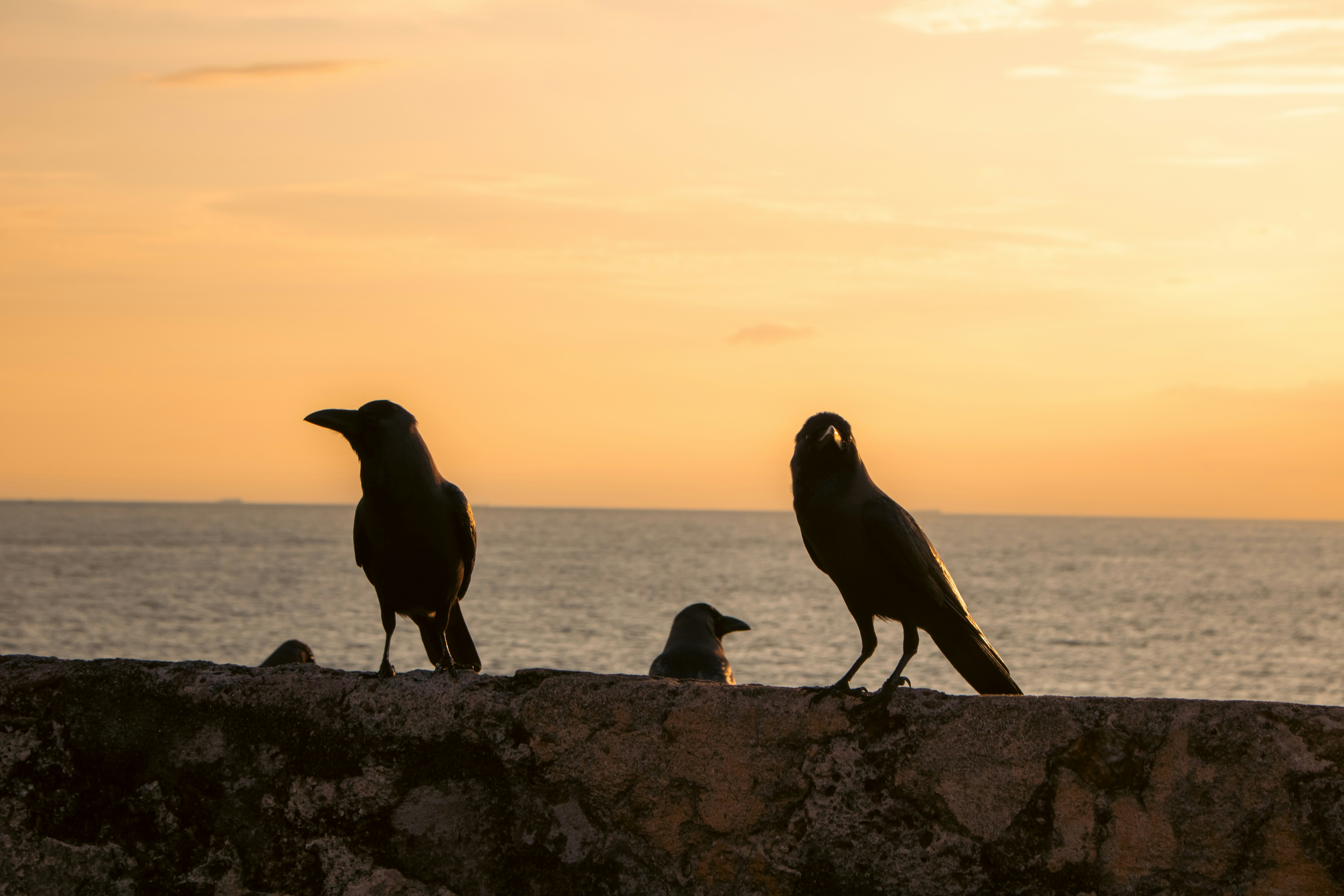 Dusk Silhouettes on a Weathered Breakwall