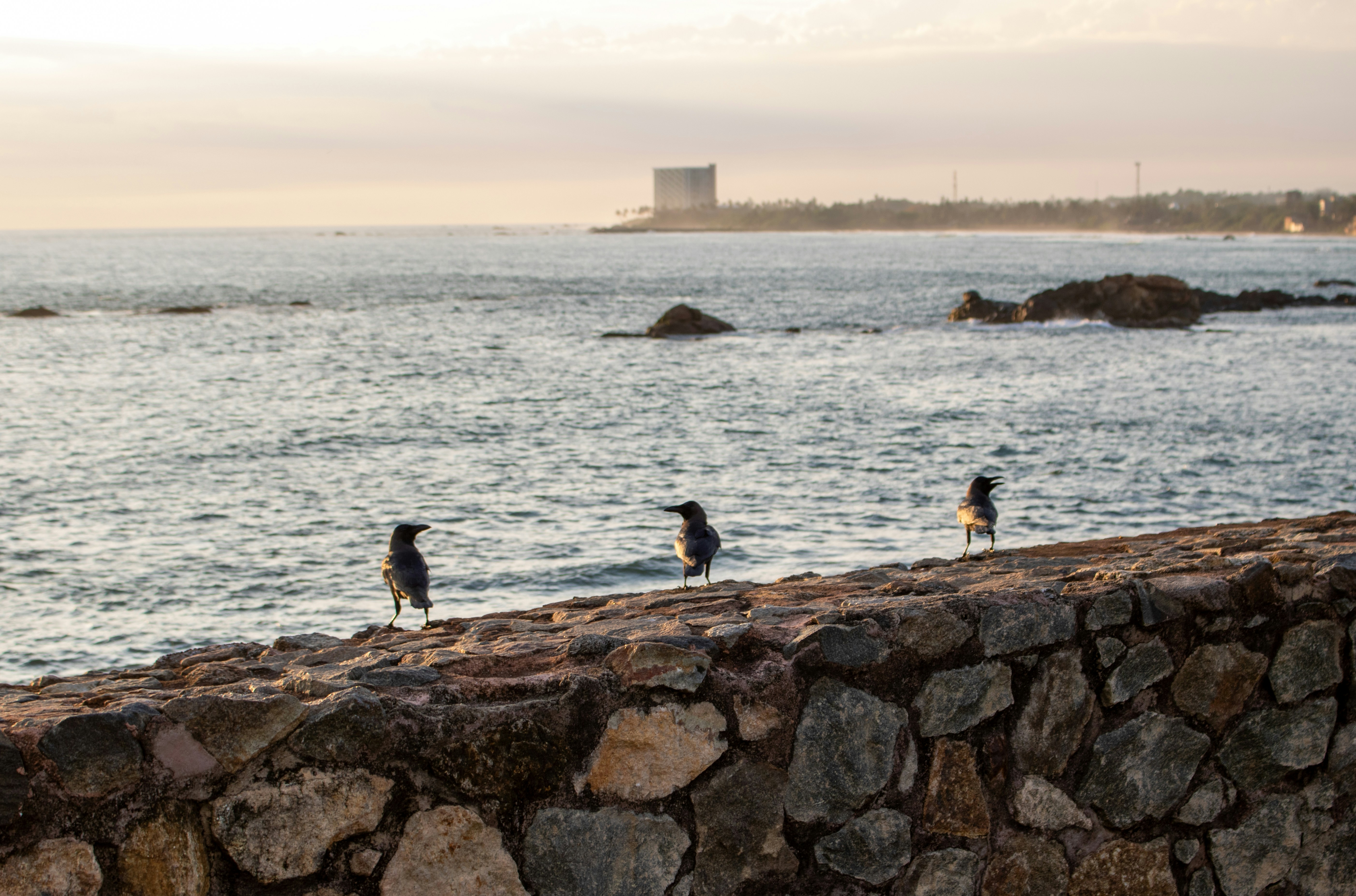 Three Seabird Figures Keep Watch on a Sunlit Breakwater