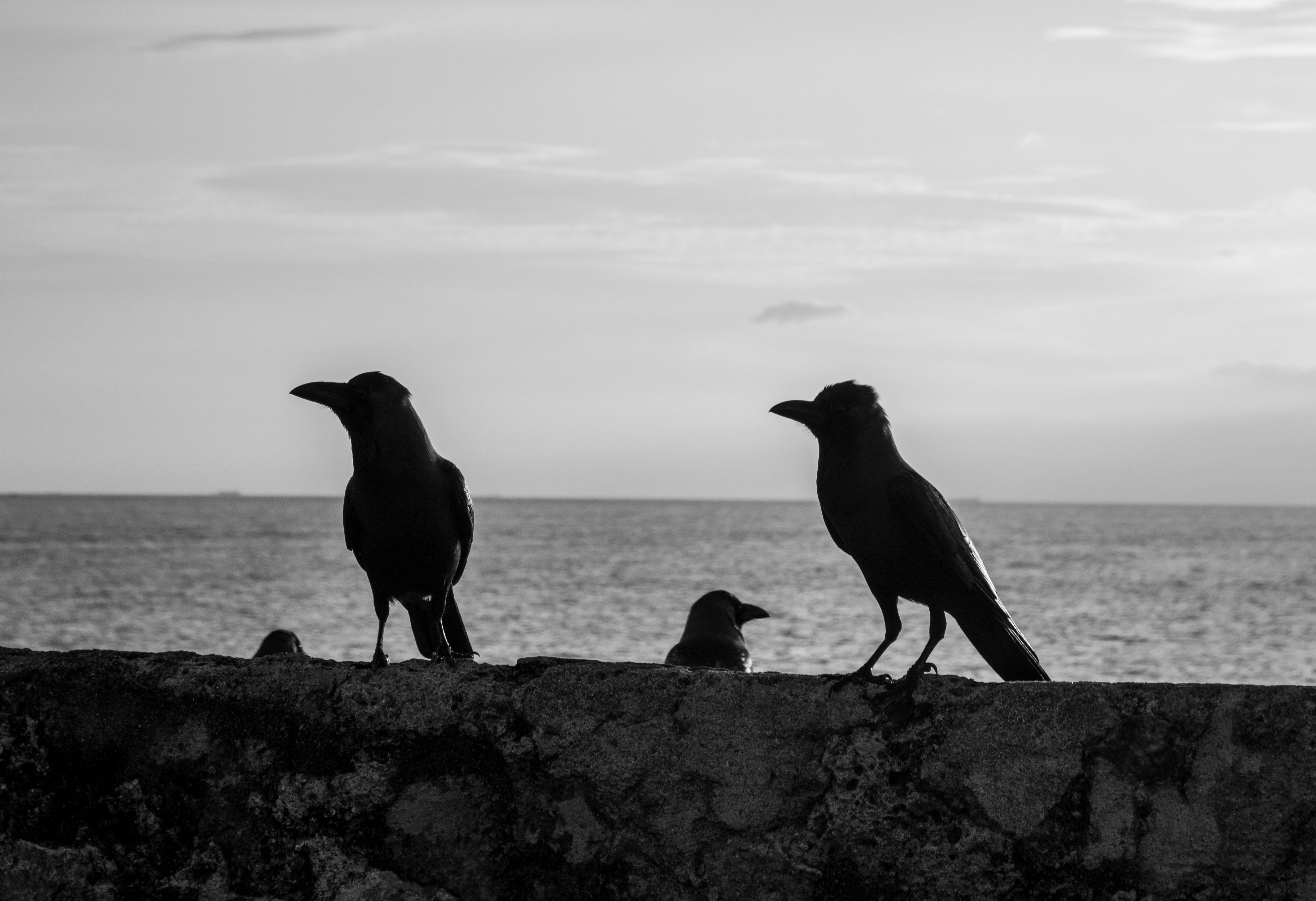 Crows silhouetted on a wall against the ocean. photo – Free Sea Image ...