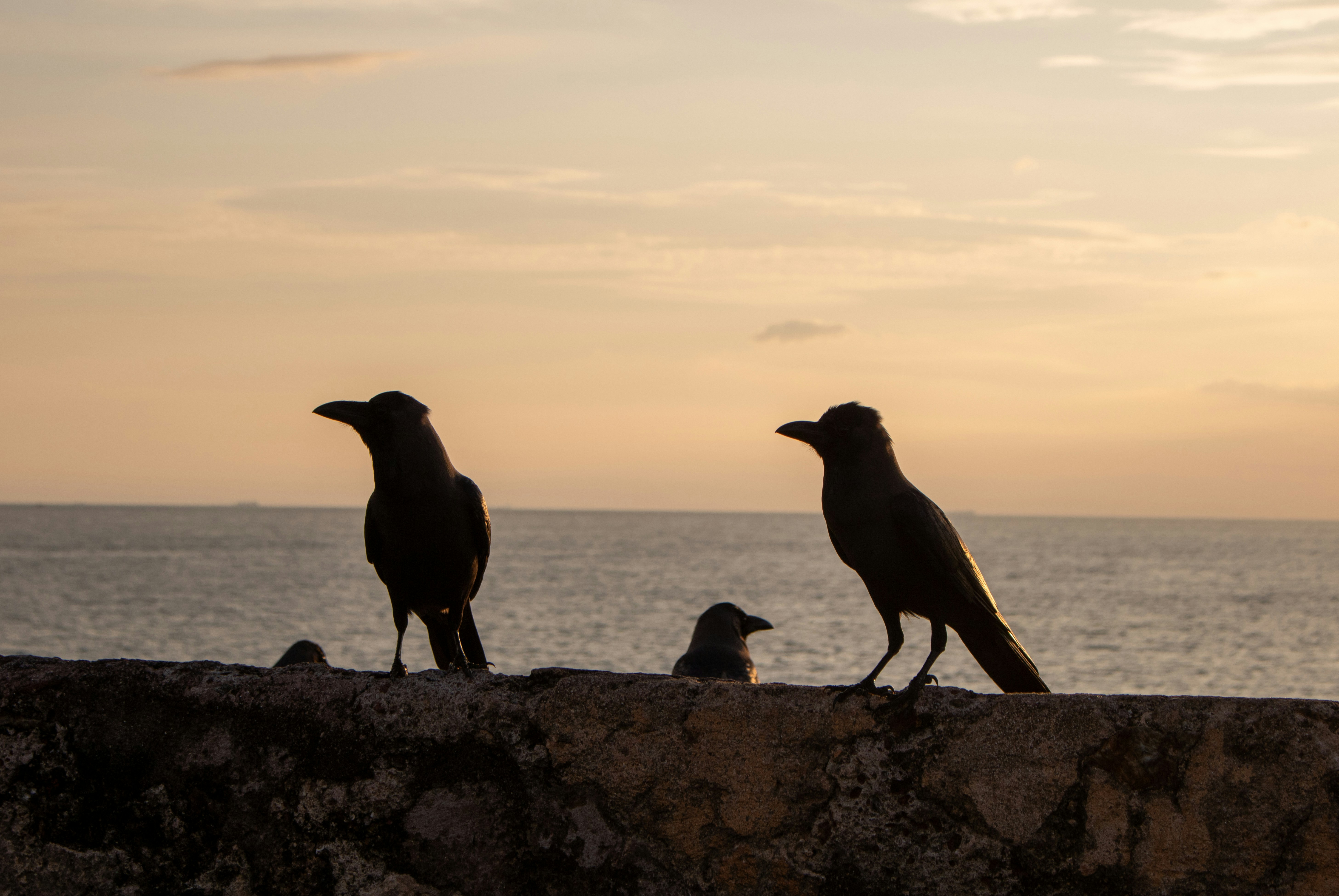 Dusk Silhouettes on the Breakwater