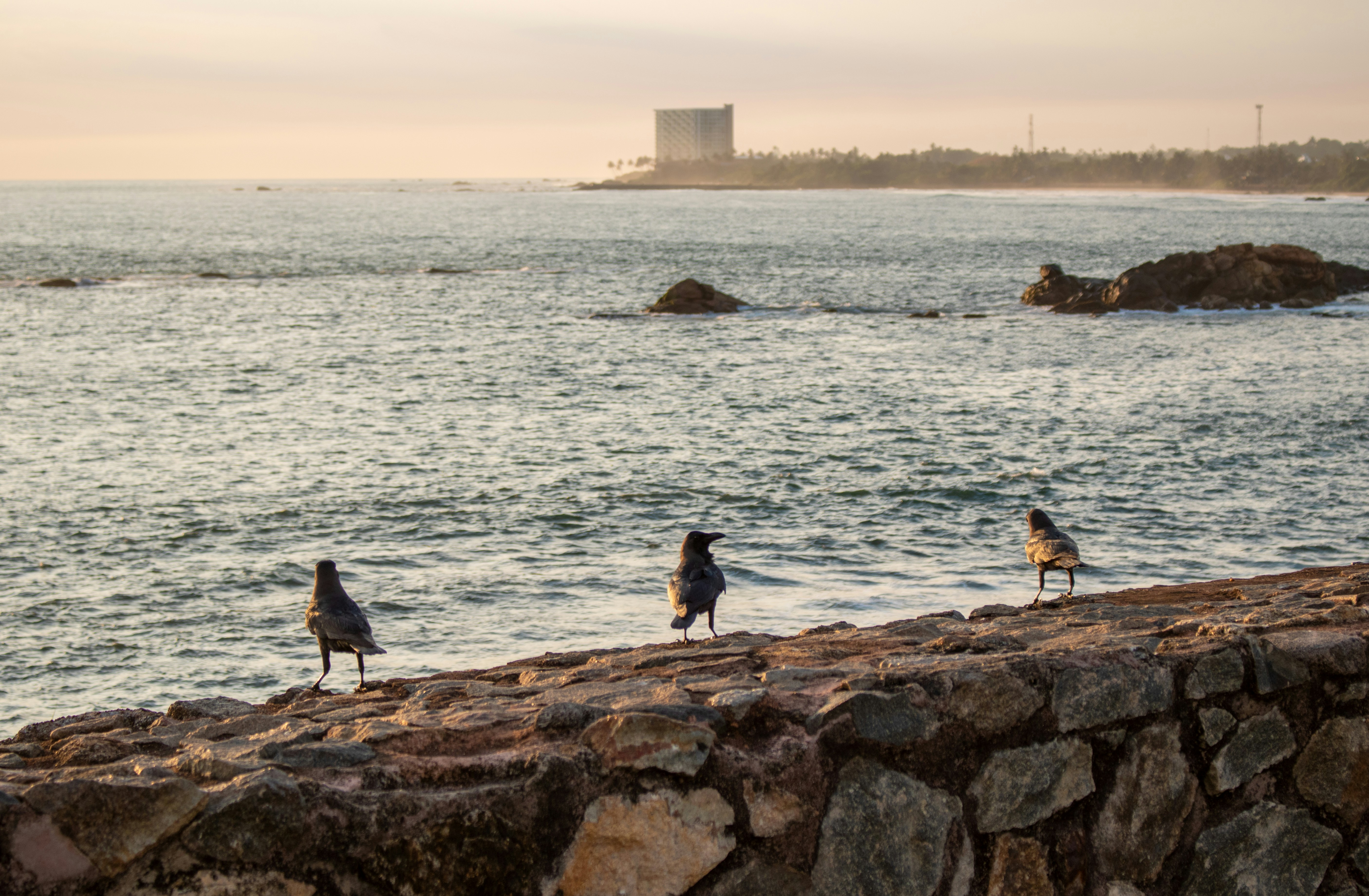 Crows rest on the stone wall of Galle's Dutch Fort with the ocean and distant coast in view.