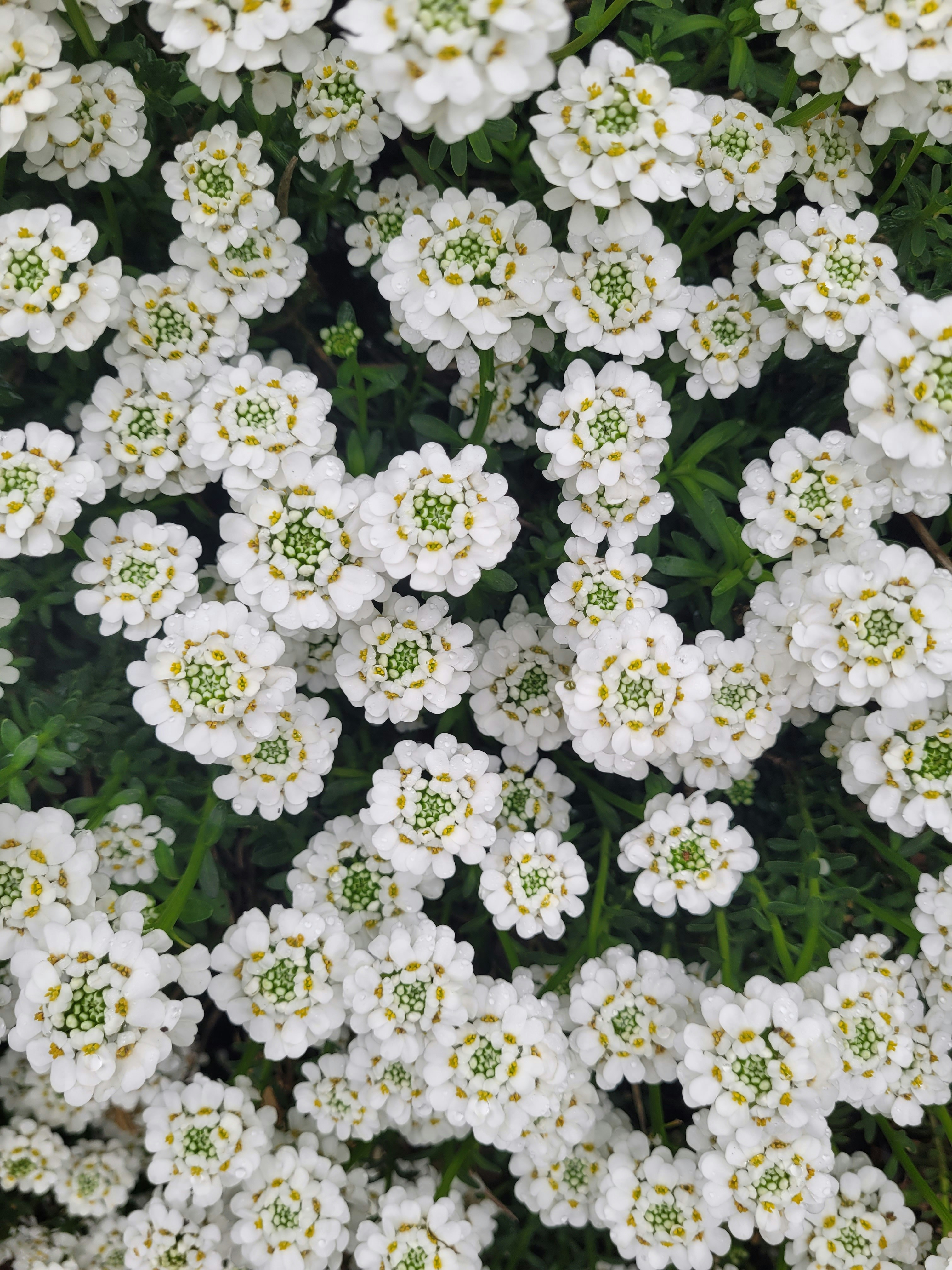 Cluster of white flowers with intricate petals and green centers against a lush background.