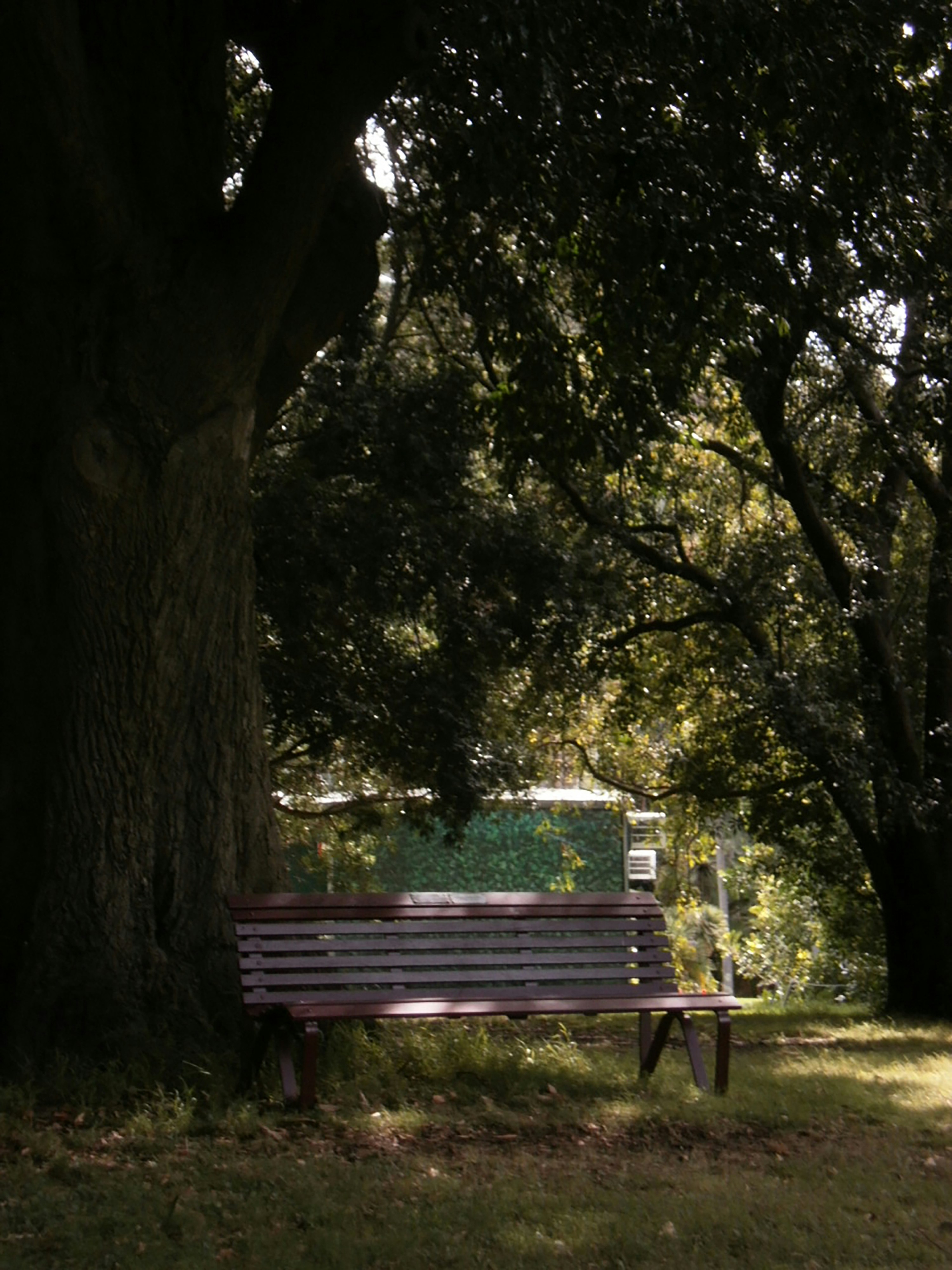 Wooden bench nestled beneath a sprawling tree in a sun-dappled park.