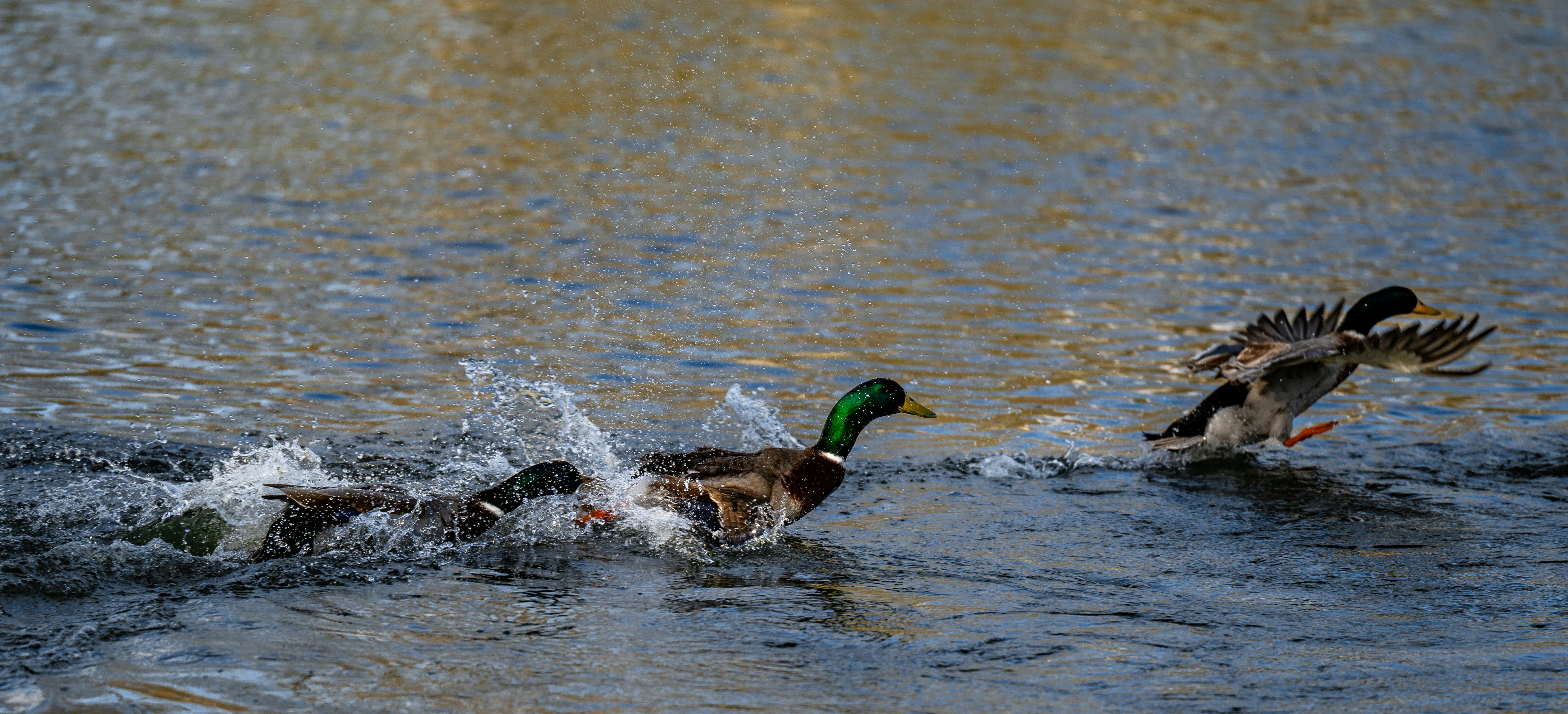 Three ducks creating splashes as they swim energetically across a shimmering water surface. The scene captures the dynamic movement and natural beauty of wildlife.