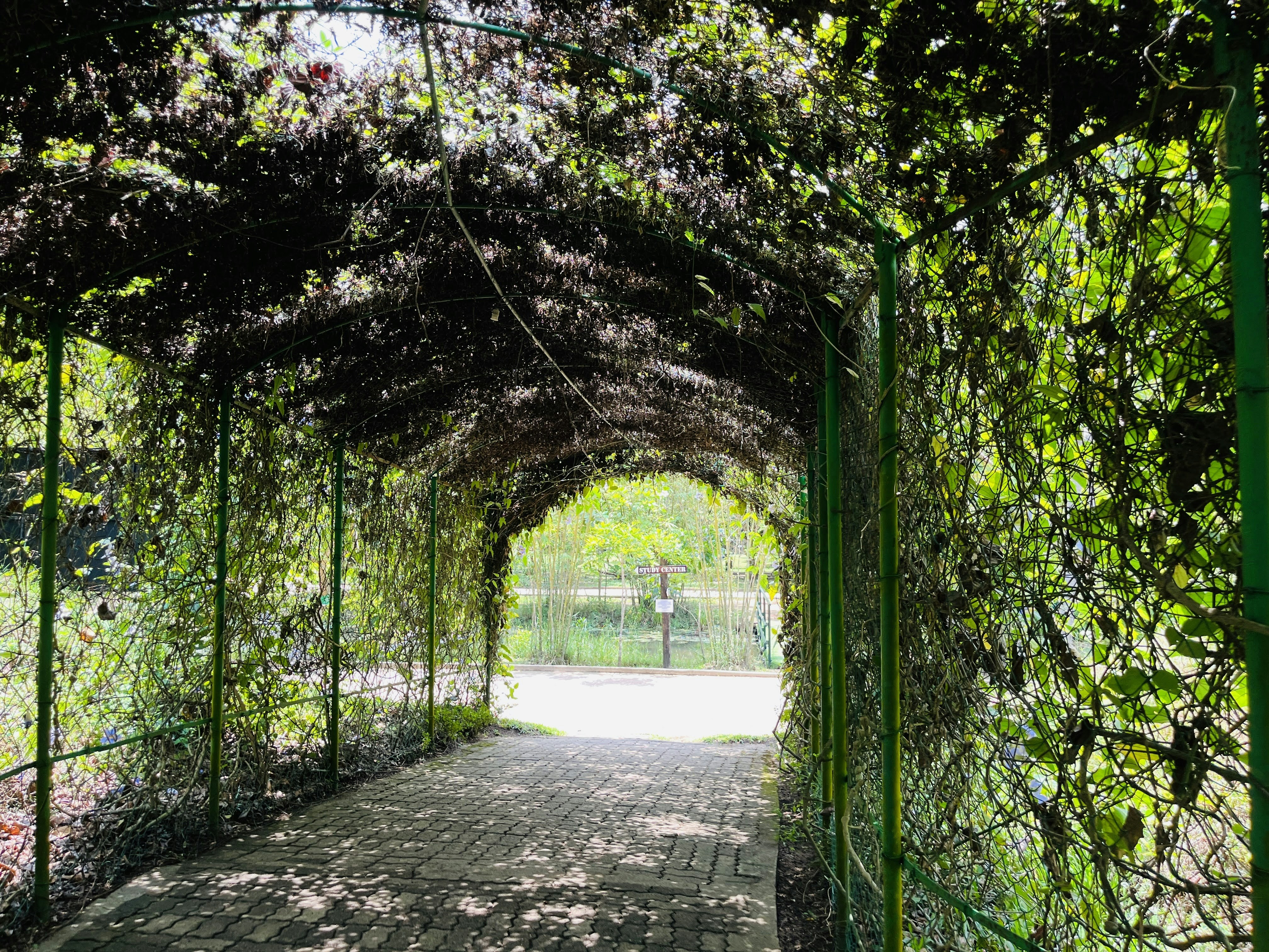 Sunlit tunnel formed by lush green vines with a view of a serene pond beyond.