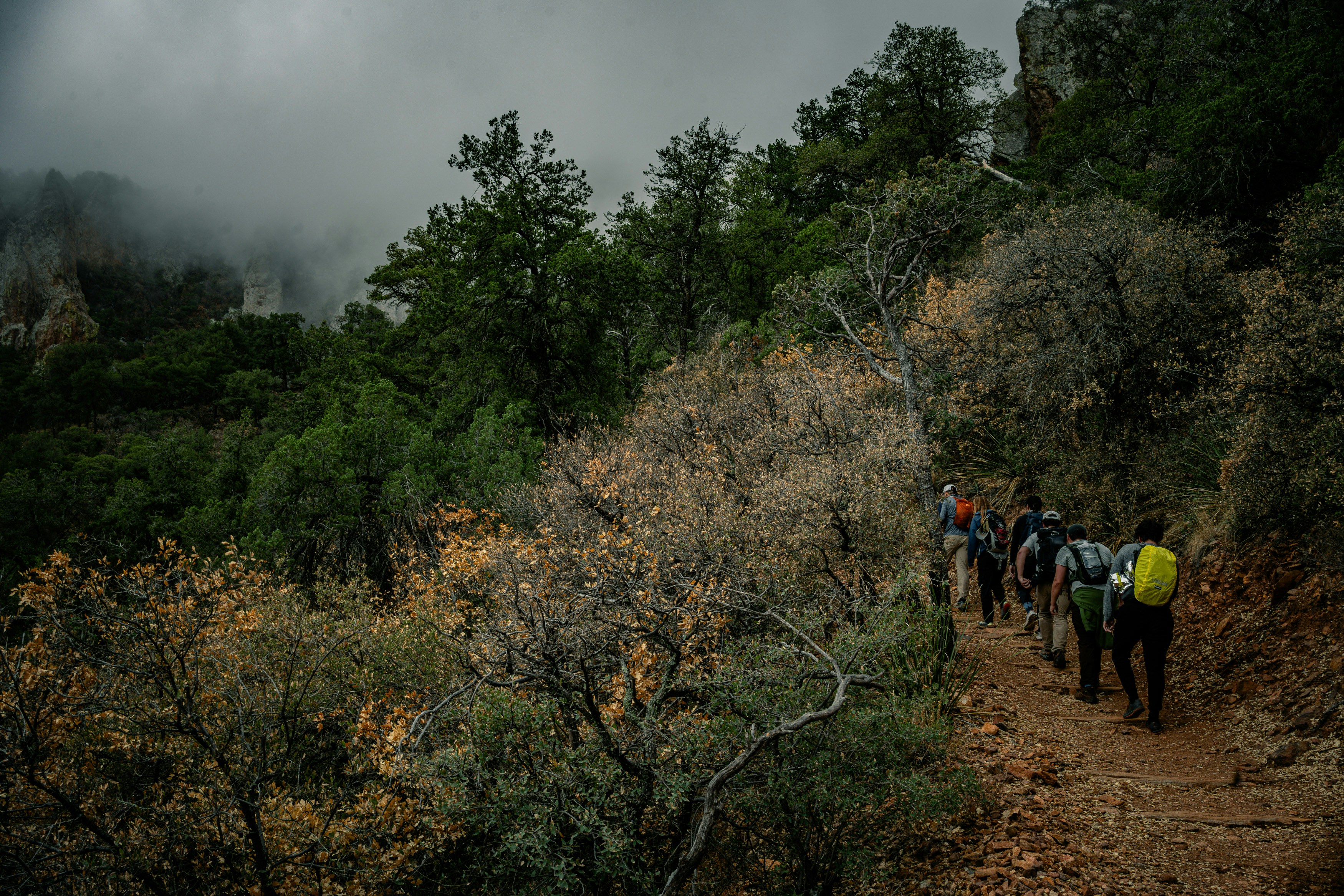 Hikers trek along a trail through a forest. photo – Free Human Image on ...