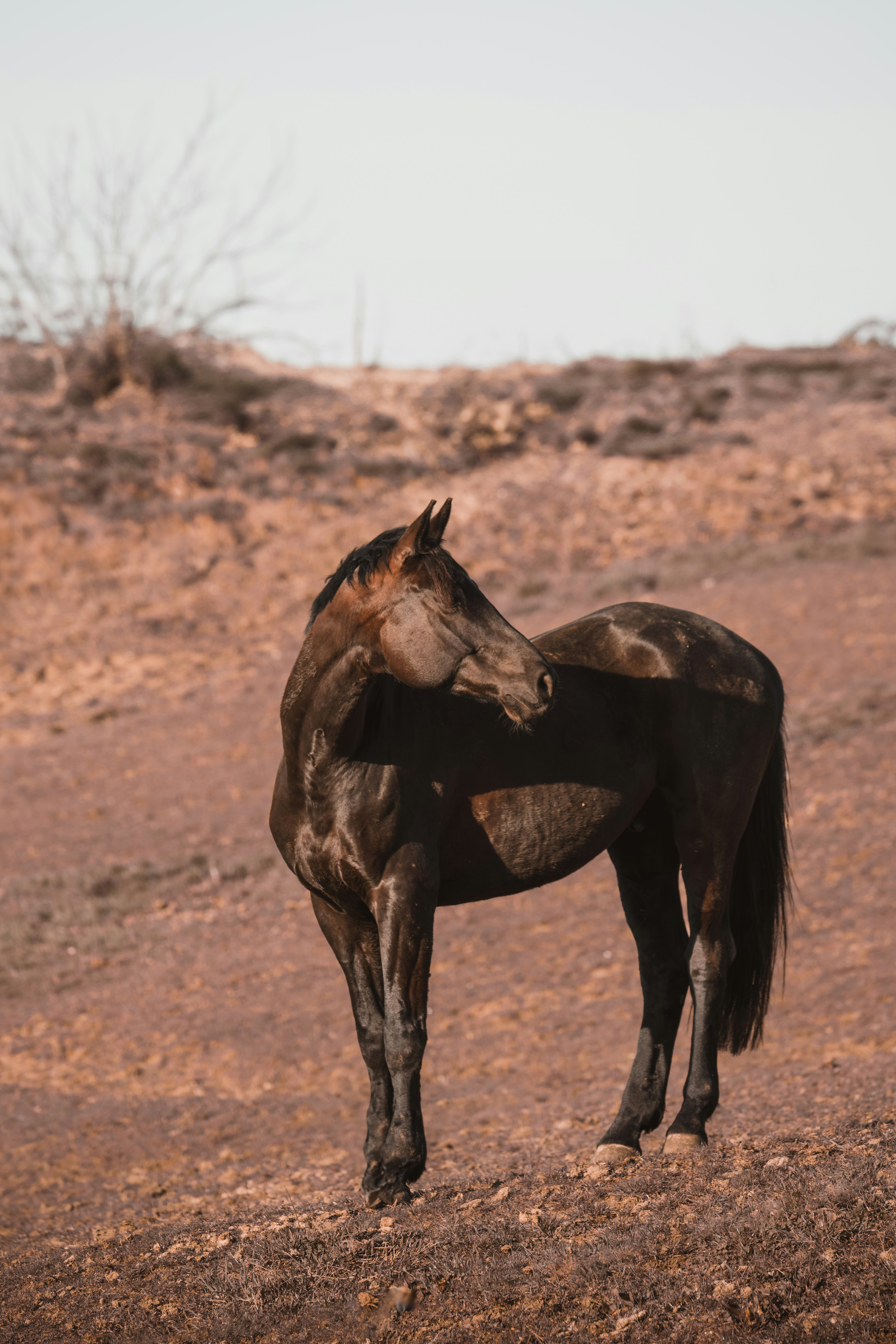 Desert Wanderer: A Dark Horse Pauses in the Reddish Sands