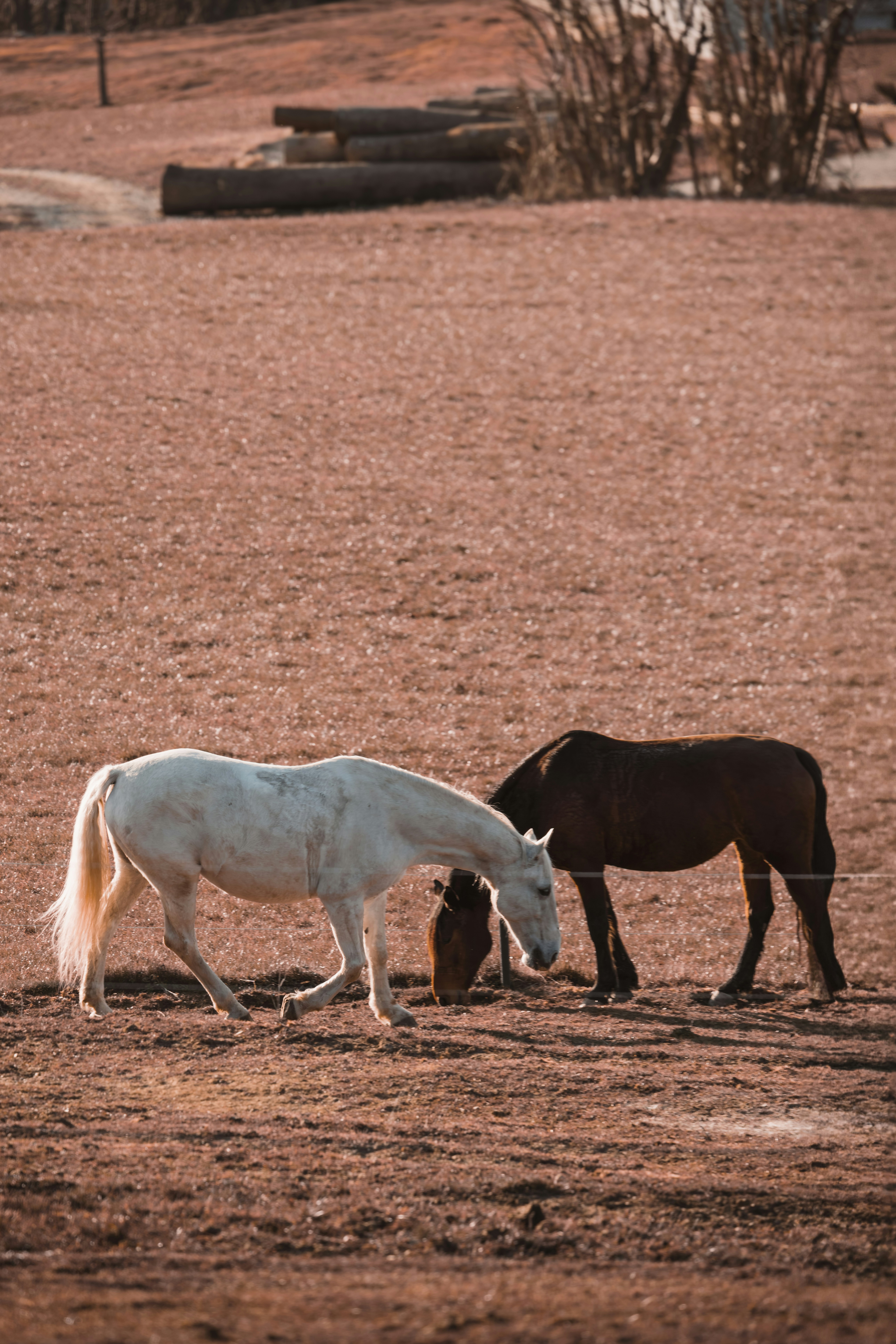 Evening Graze: White and Dark Horses Share a Quiet Moment in a Dusty Paddock