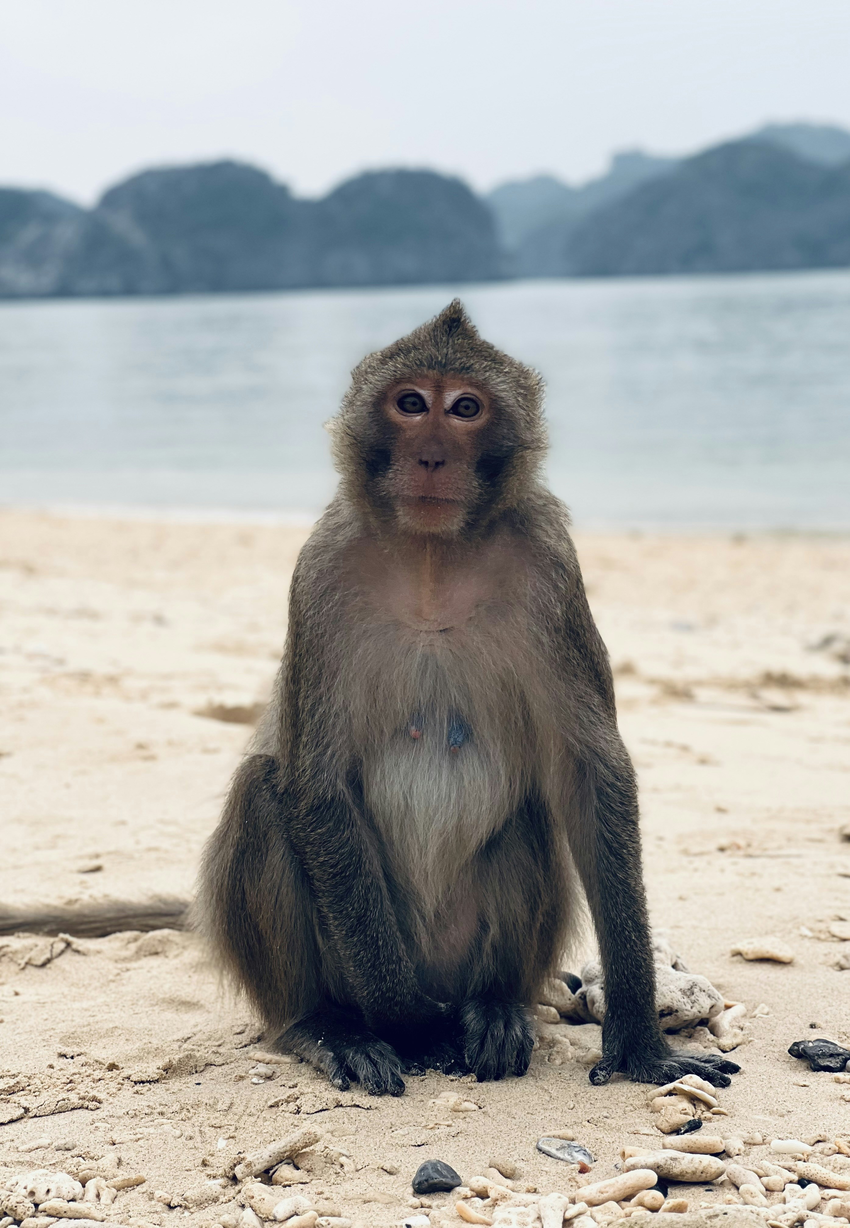 Contemplative Monkey by the Shore