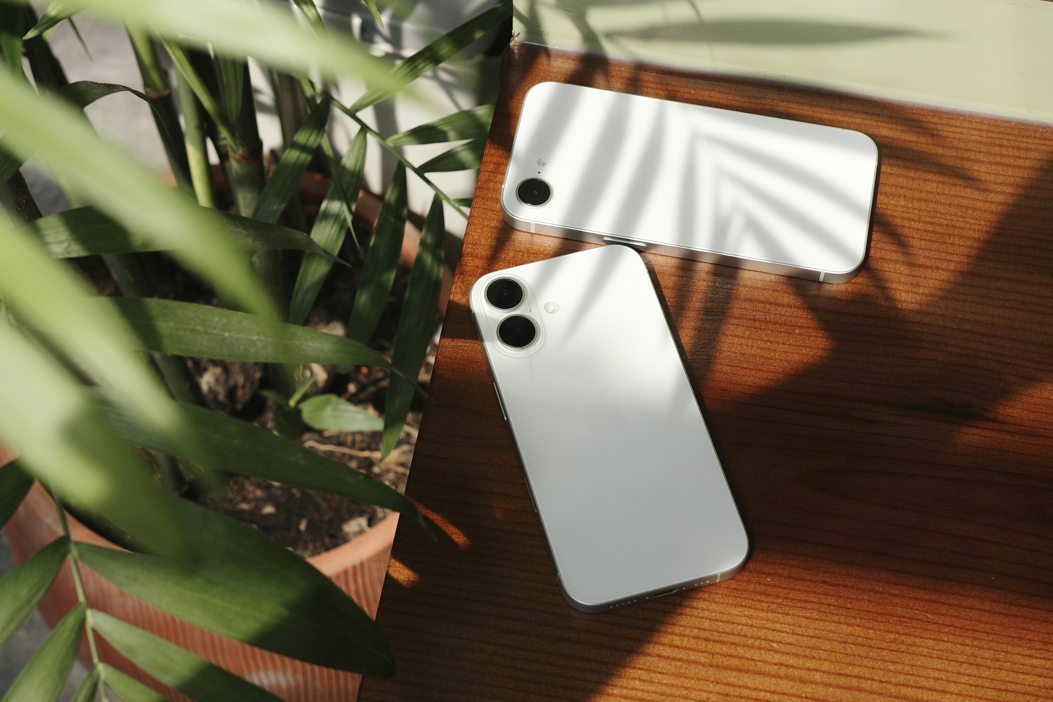 Two white phones rest near a houseplant. photo – Free Plant Image on ...