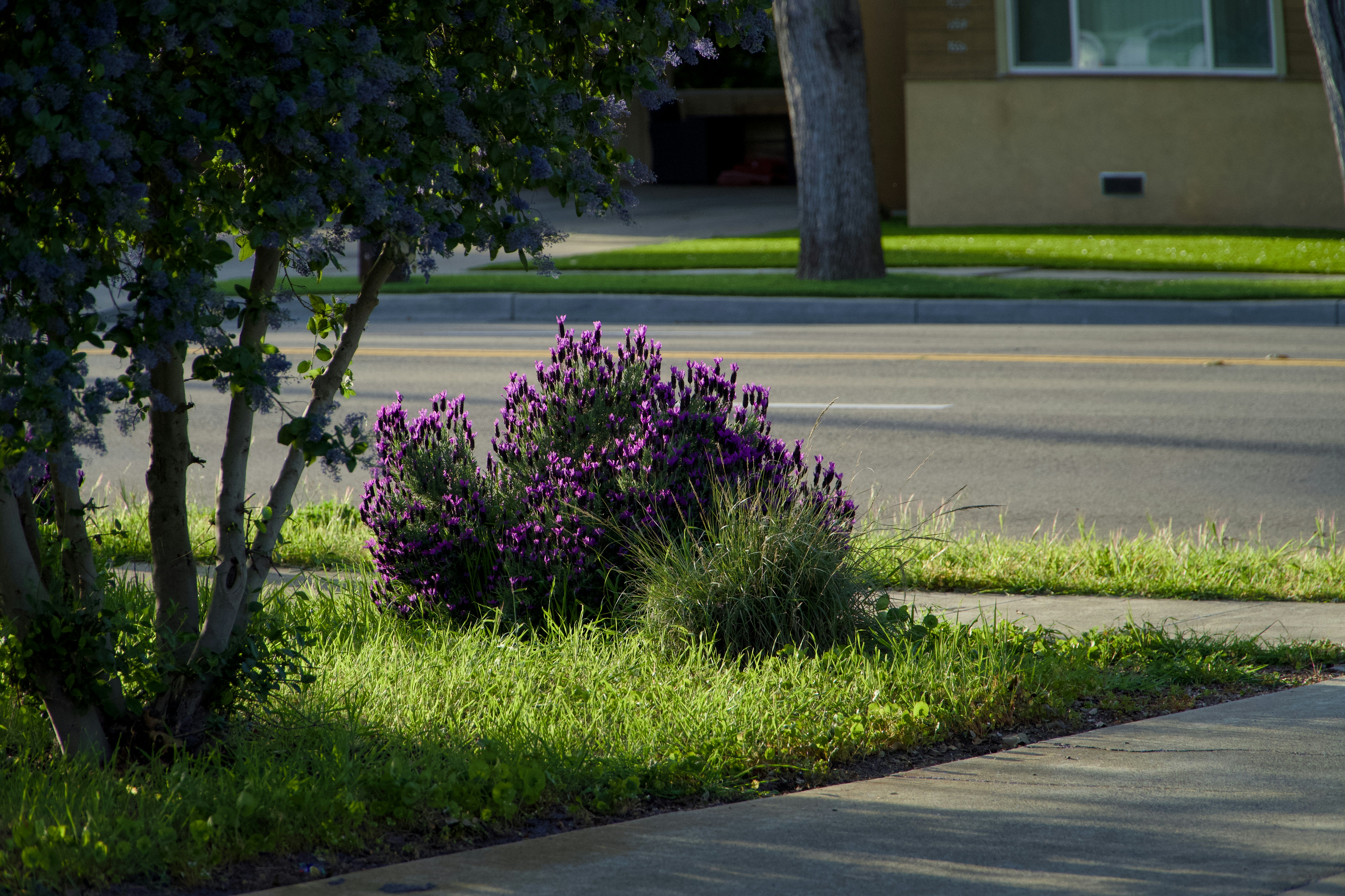 Curbside Purple: Quiet Color Along a Suburban Walkway