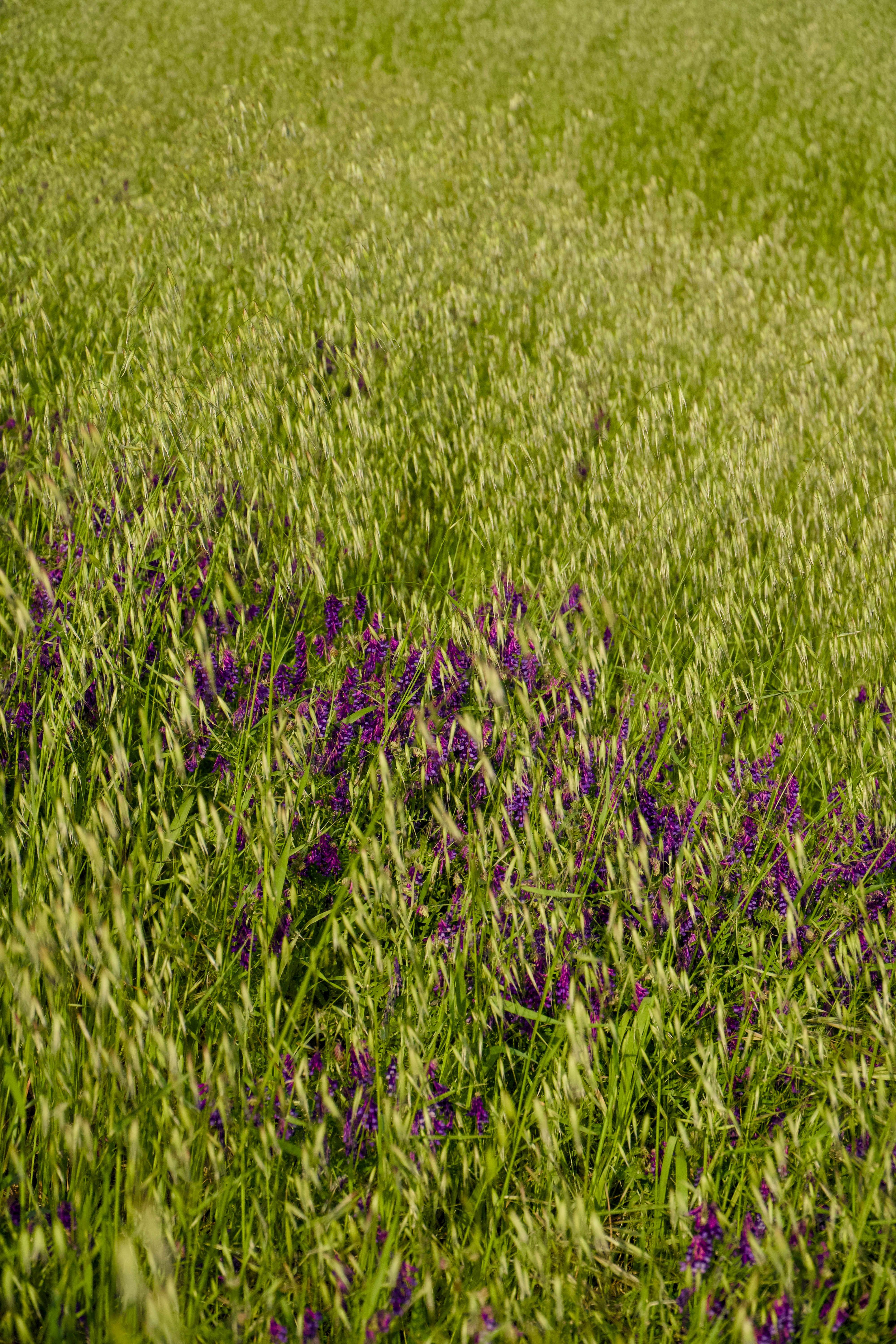 Purple wildflowers scattered among lush green grass under natural light.