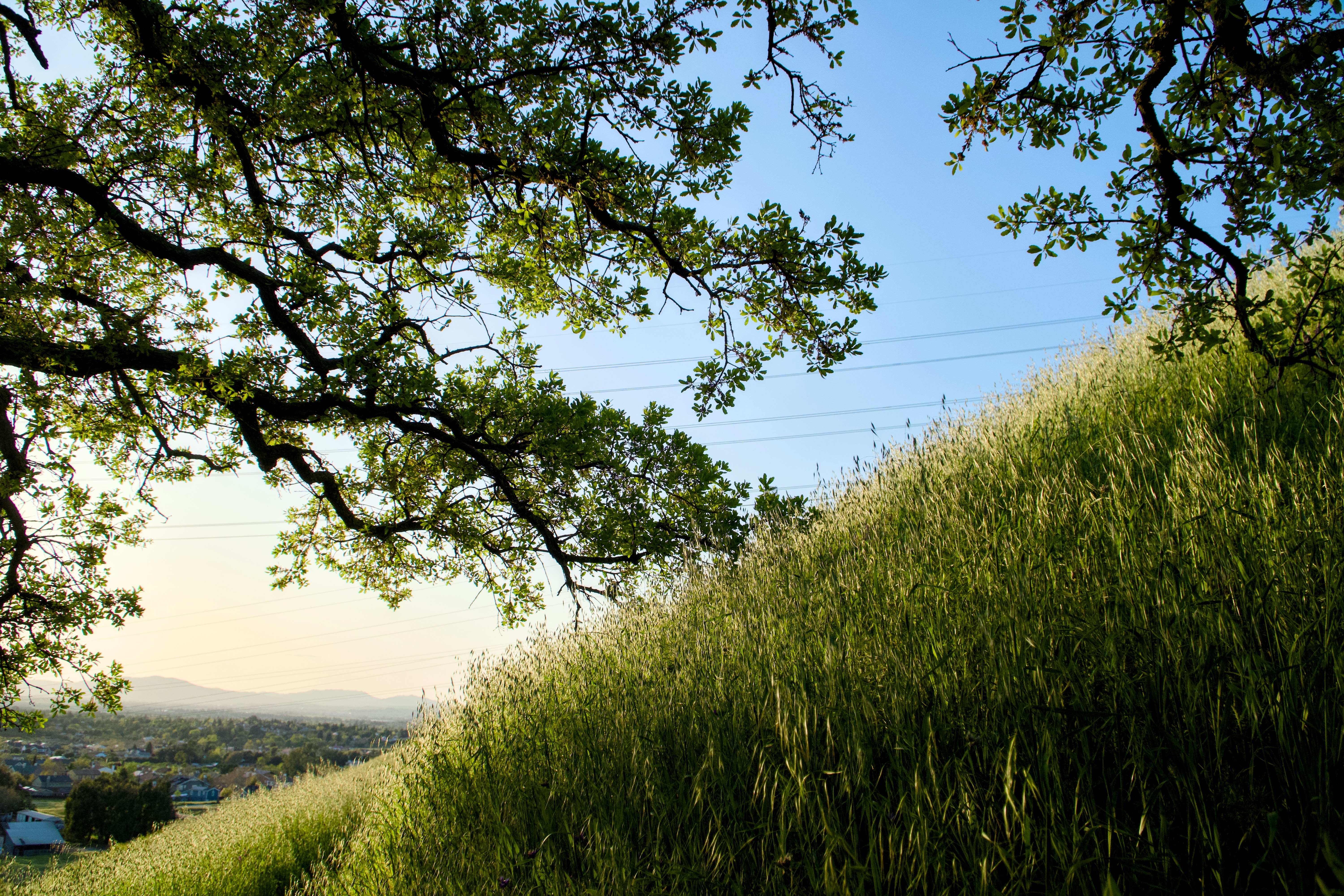 Sunlit Slope: A Hillside Gilded by Grass and Shade