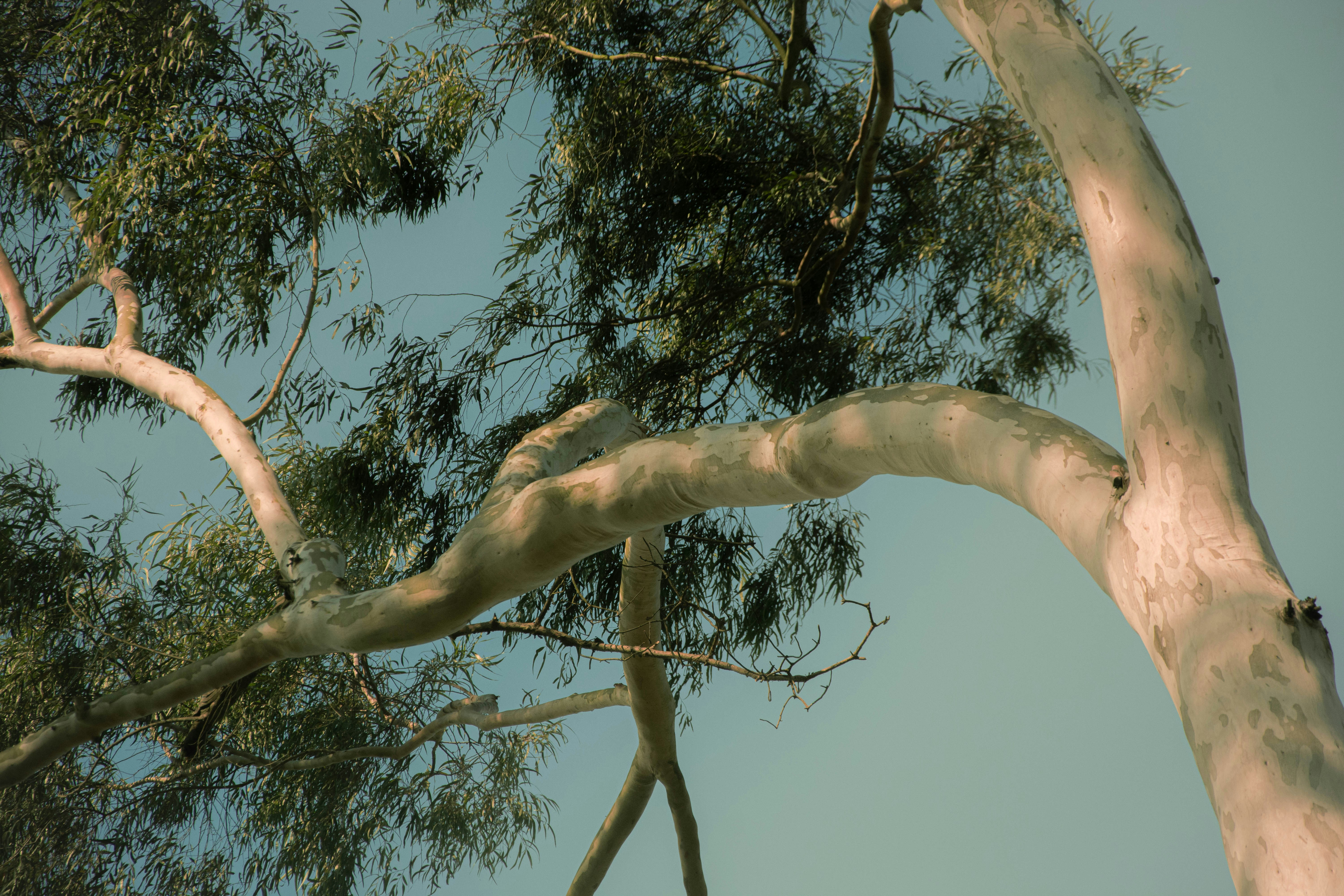 Tree branches reach into a clear blue sky. photo – Free Forest Image on ...