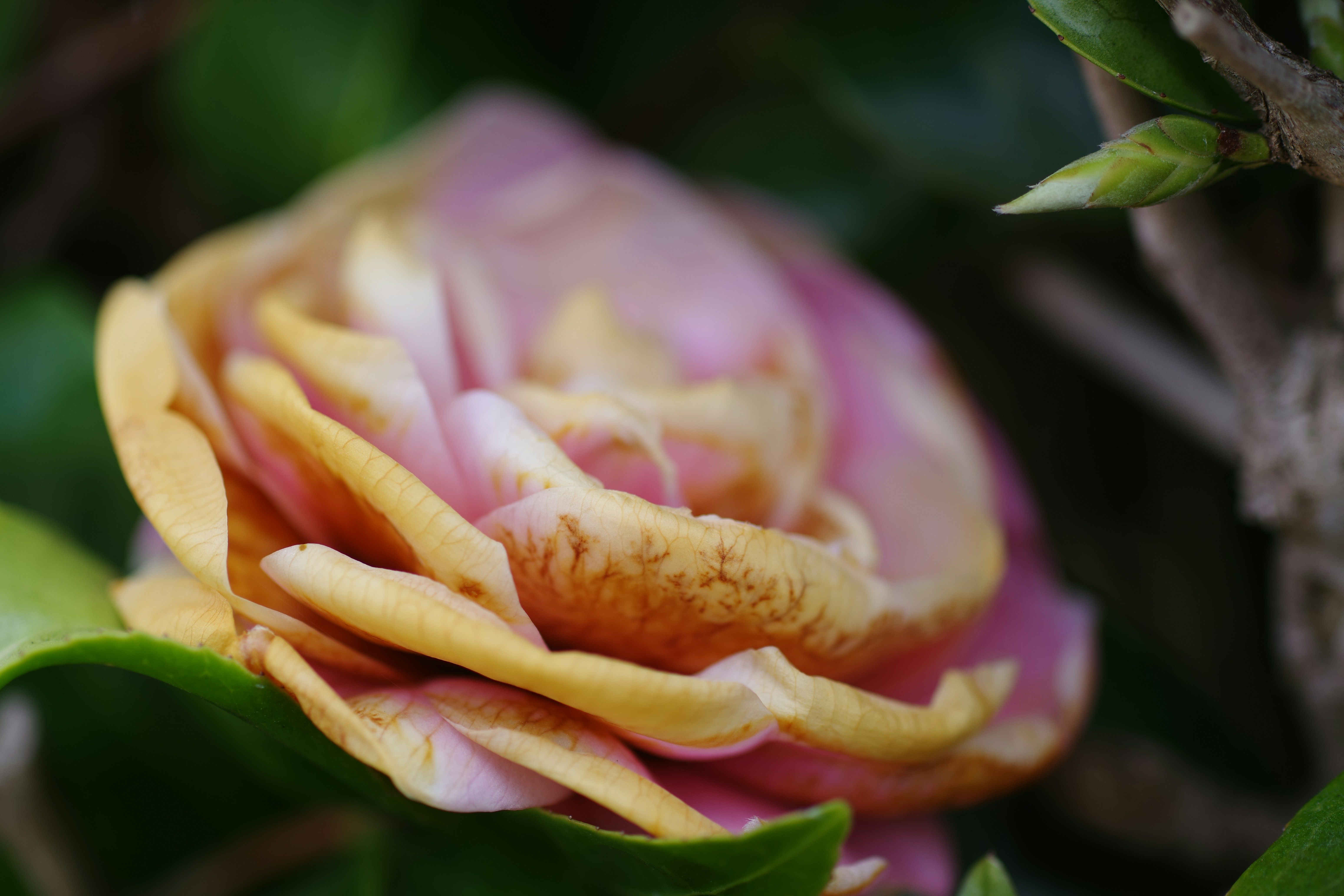 Blush Bloom: Soft Petals of a Pink–Cream Rose
