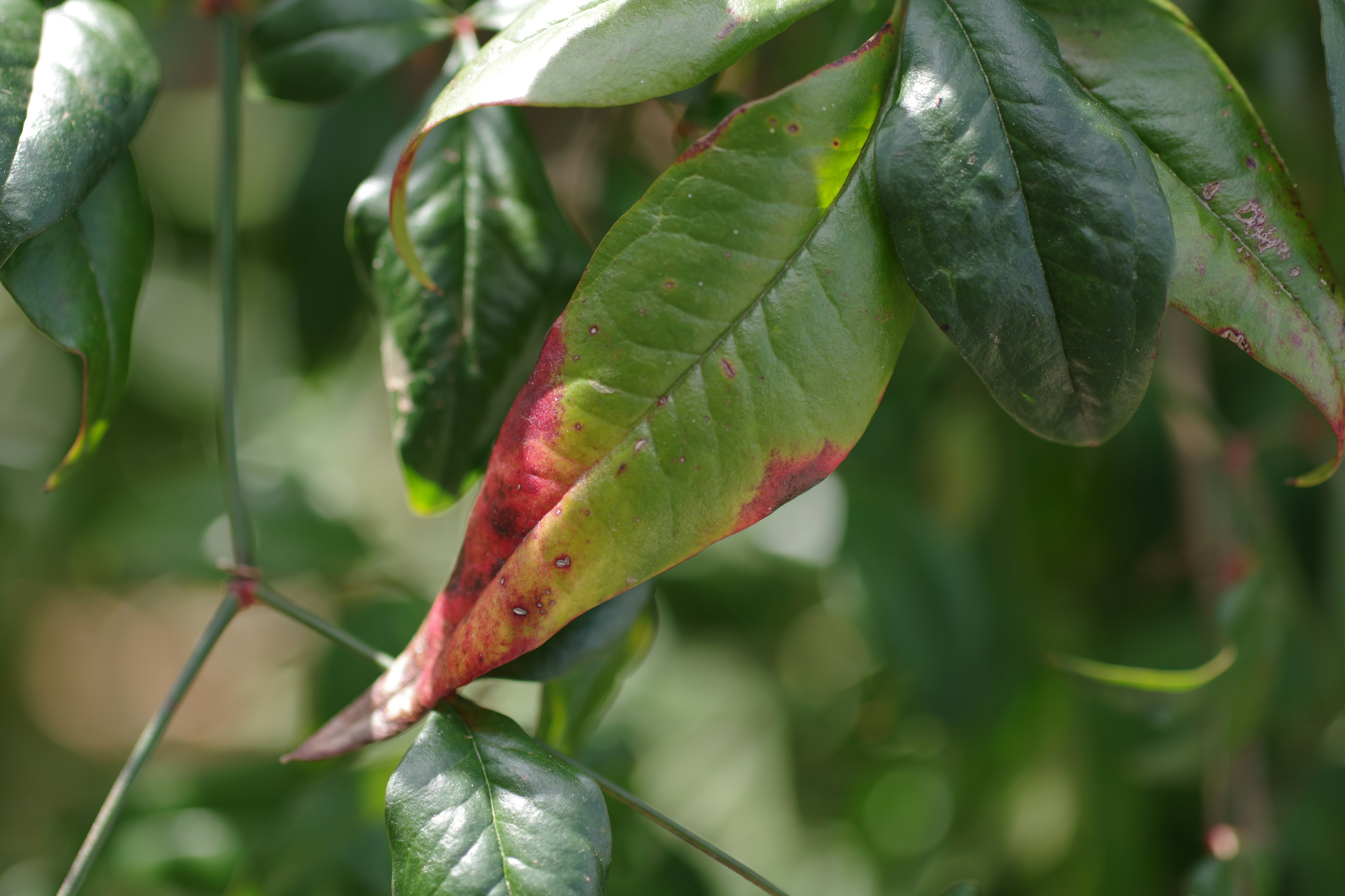 Foliage with green and red discoloration. photo – Free Flower Image on ...