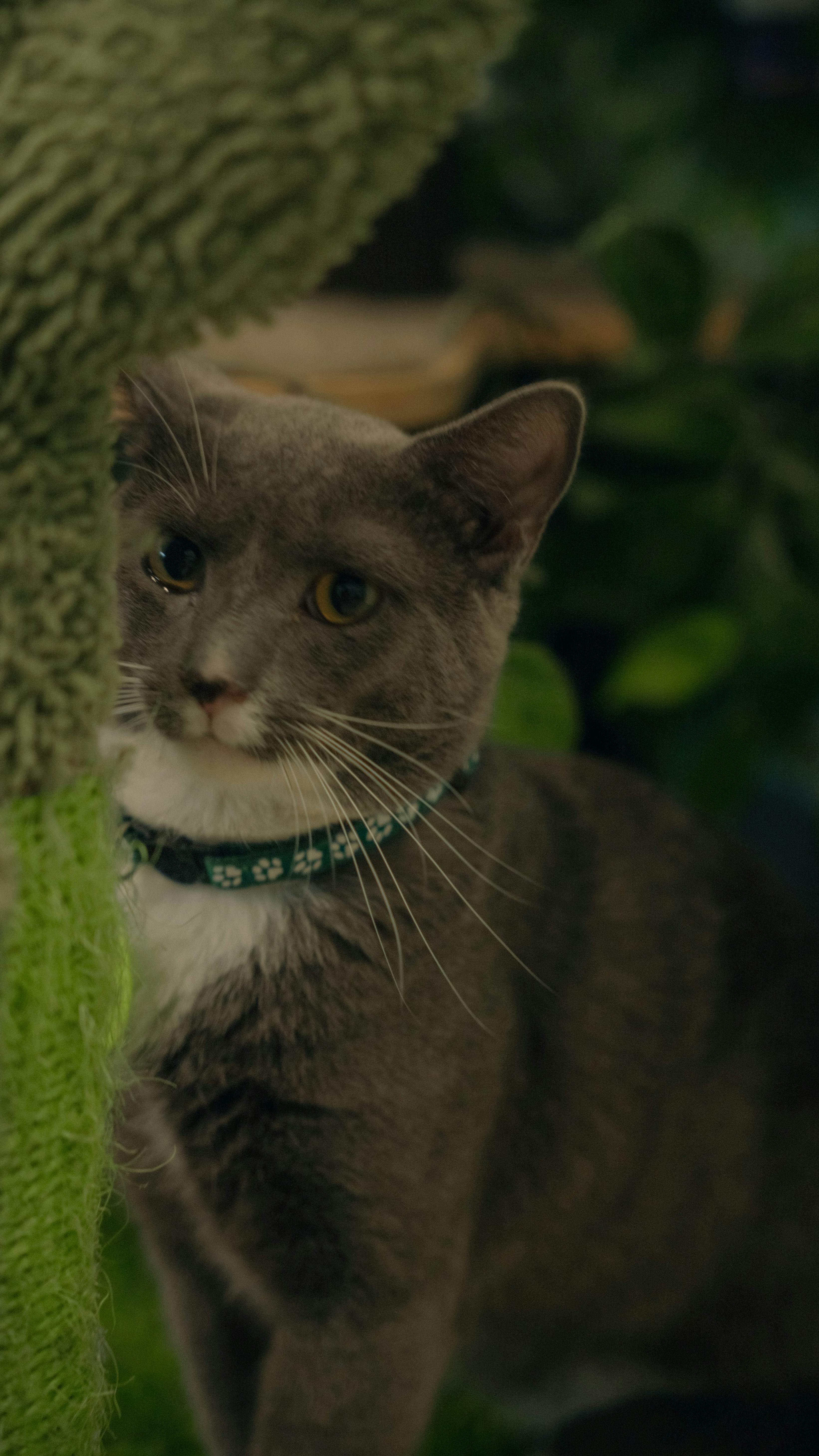 Curious Blue-Grey Cat Peering from Green Velvet Shroud