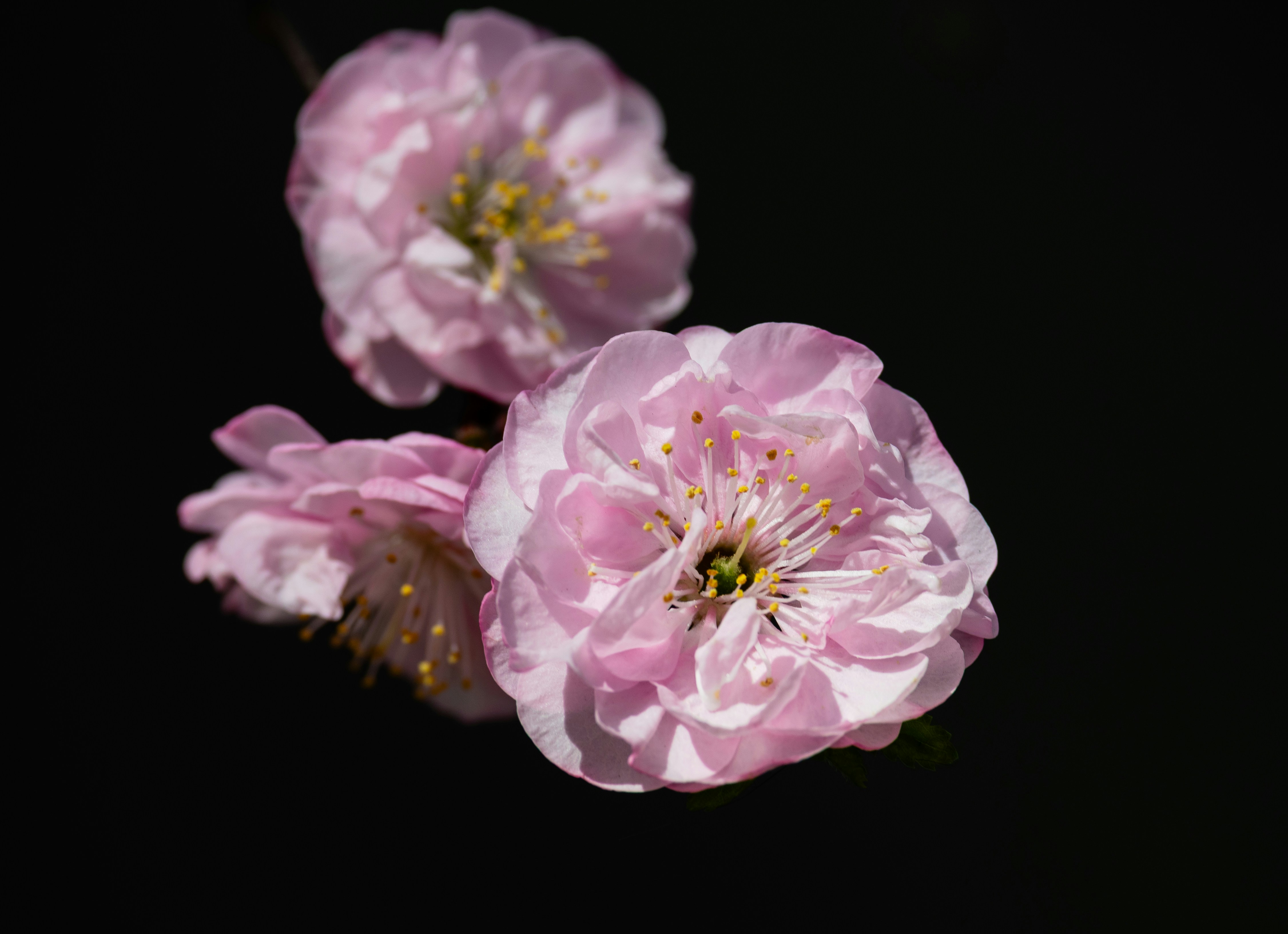 Whispers of Spring: Pink Sakura on a Velvet Black