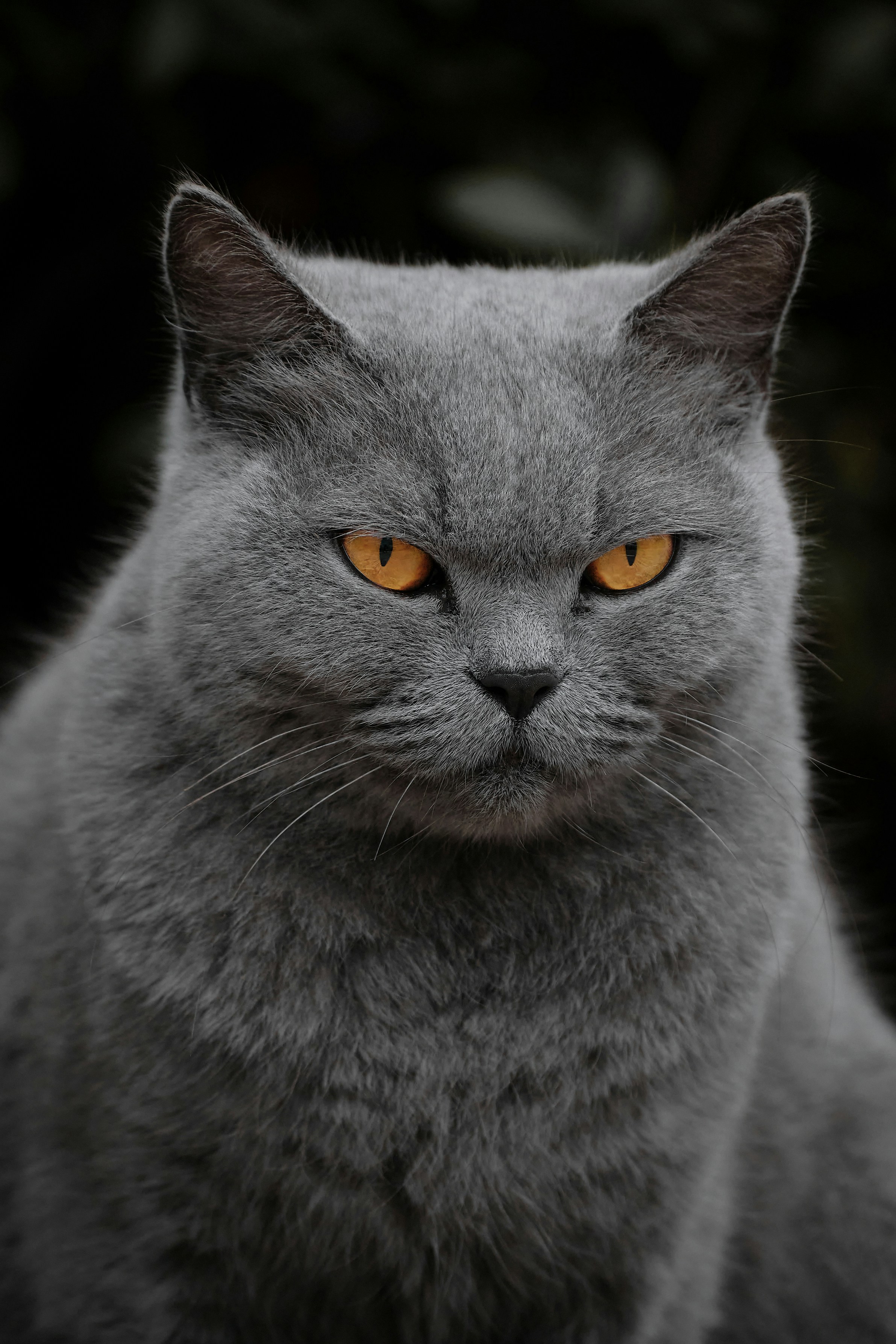 A grey cat glaring with intense yellow eyes. photo – Free Animal Image ...