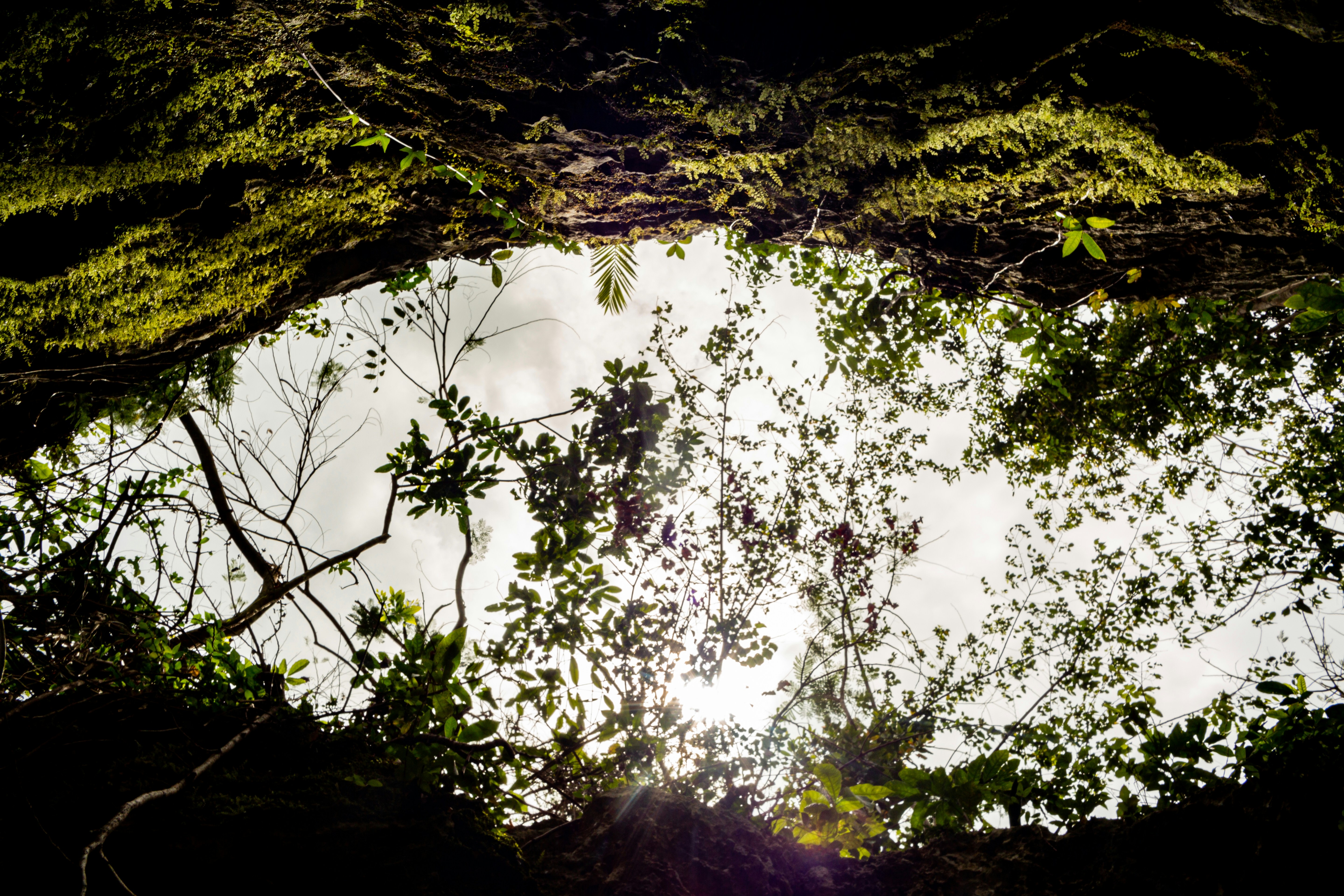 View from inside a cave showcasing tree branches and sky reflected in a pool of water.